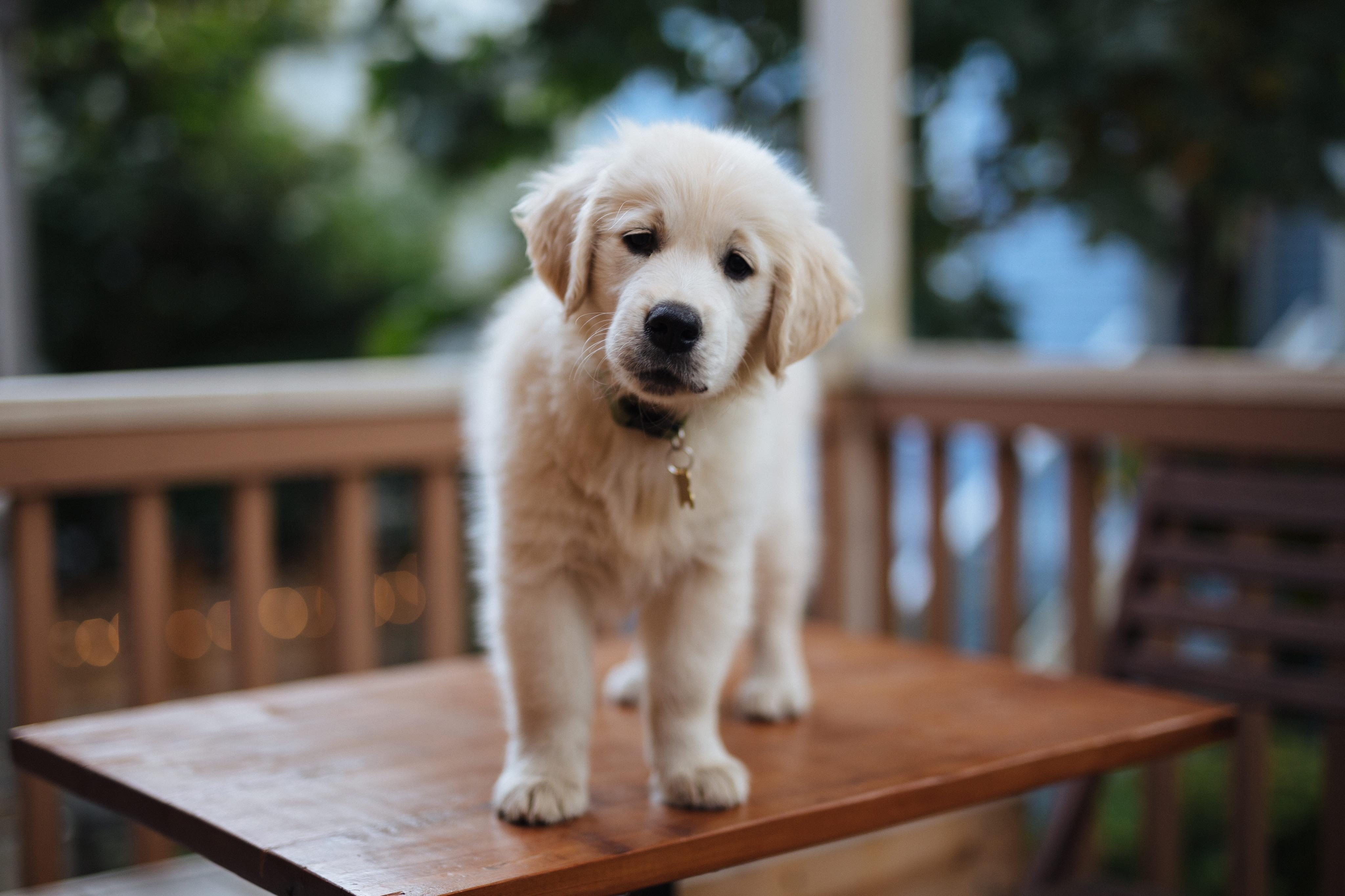 Mt Baker Retrievers in Washington | Golden Retriever puppies | Good Dog