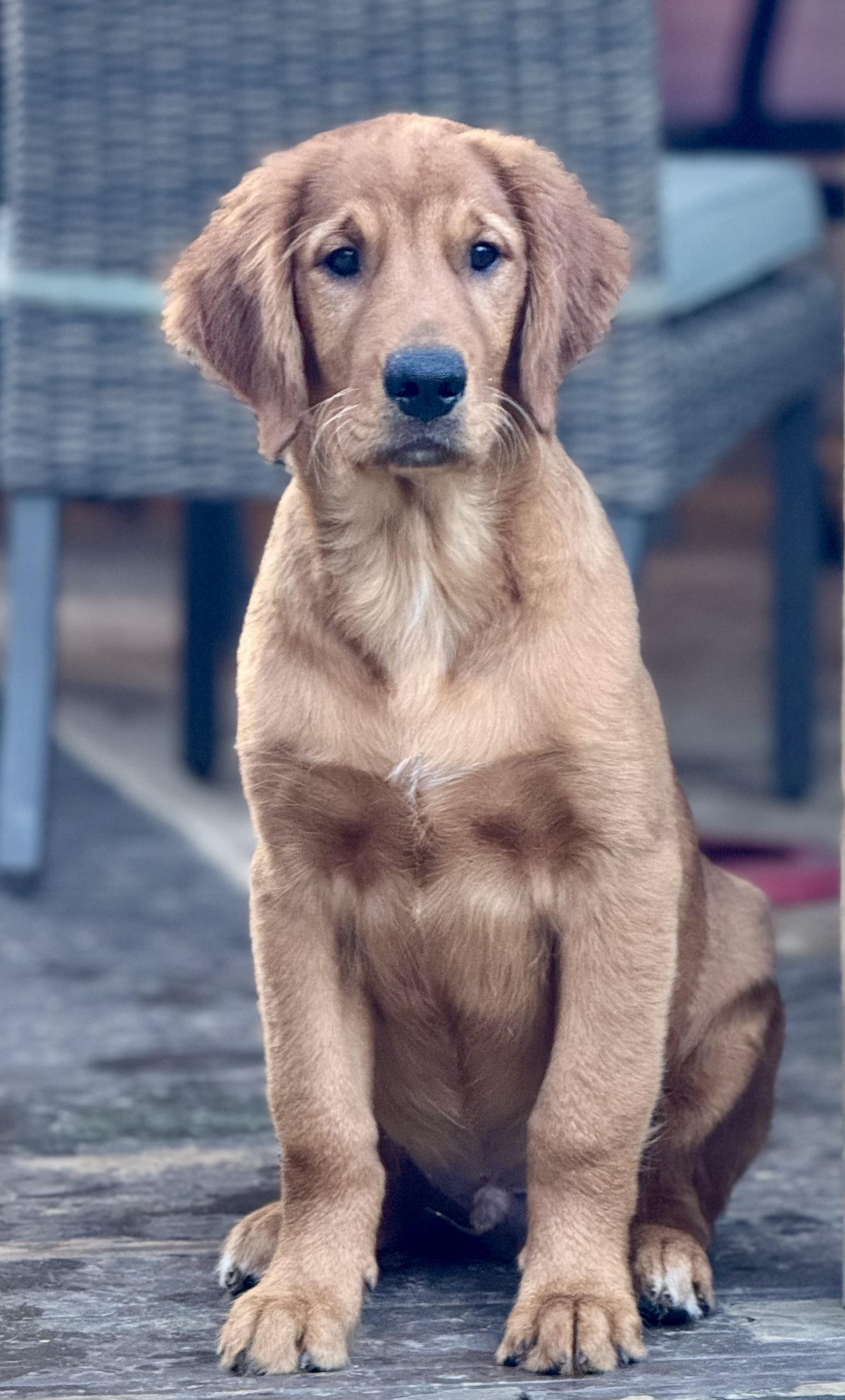Whiskey Ridge Retrievers in Tennessee | Golden Retriever and Labrador ...