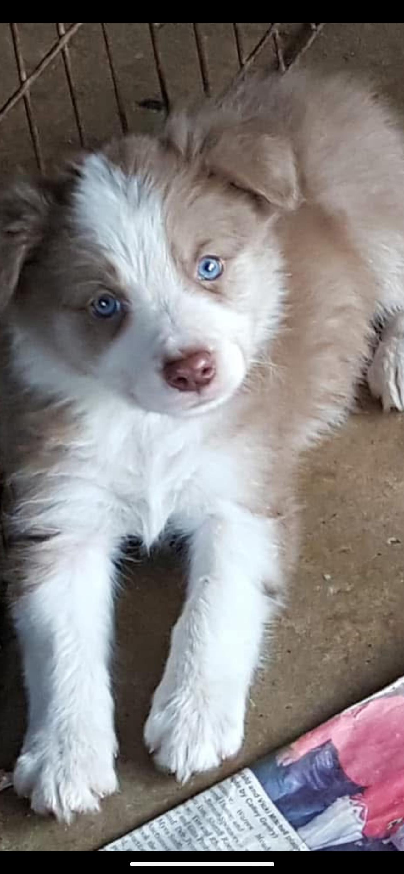 G Force Border Collies in Louisiana | Border Collie puppies | Good Dog