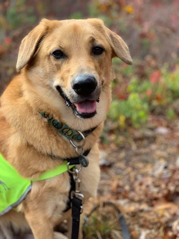 Laurel Wilkinson's Chinooks in New Hampshire | Chinook puppies | Good Dog