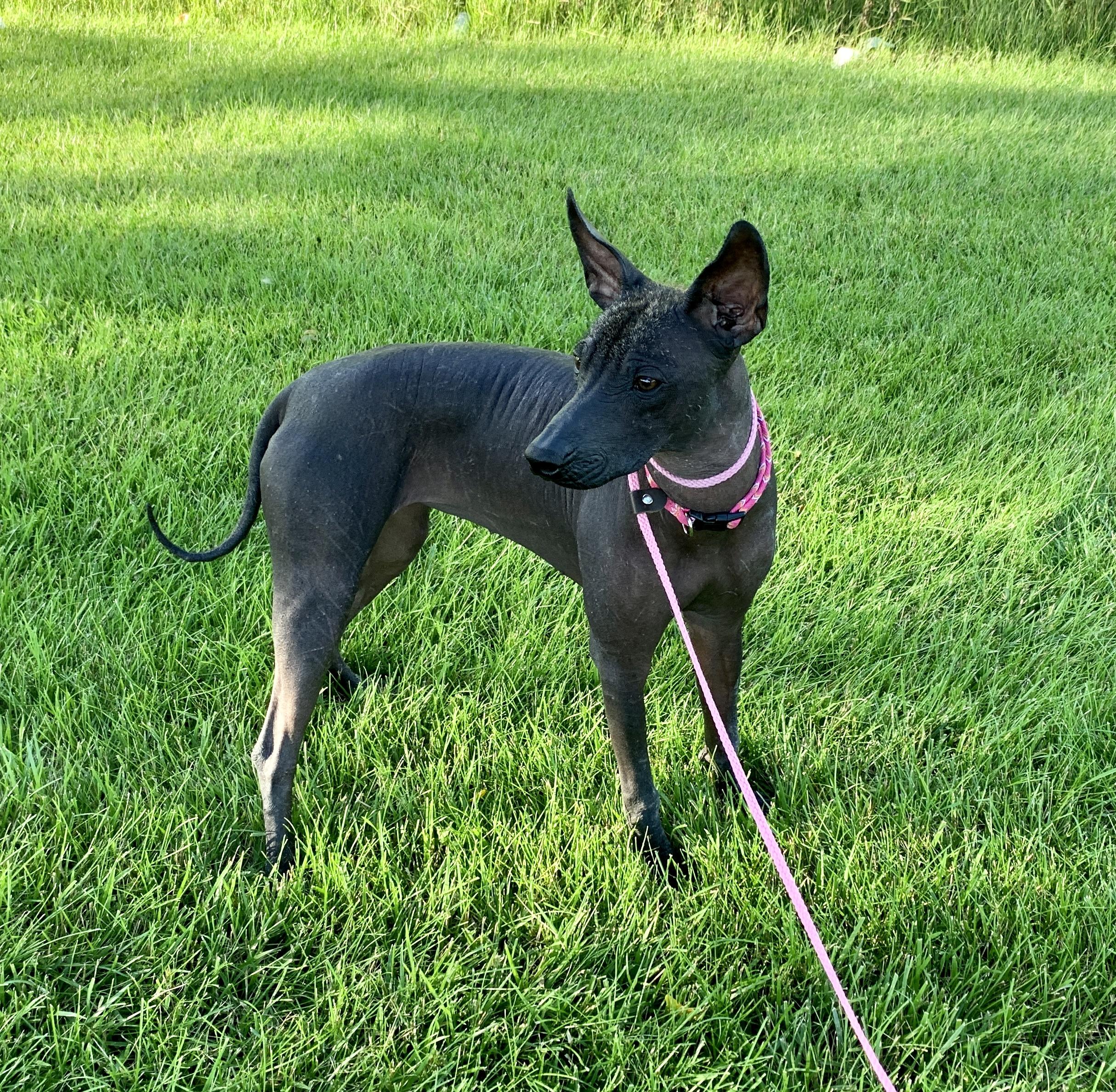Simply Xolos in Virginia | Xoloitzcuintli puppies | Good Dog