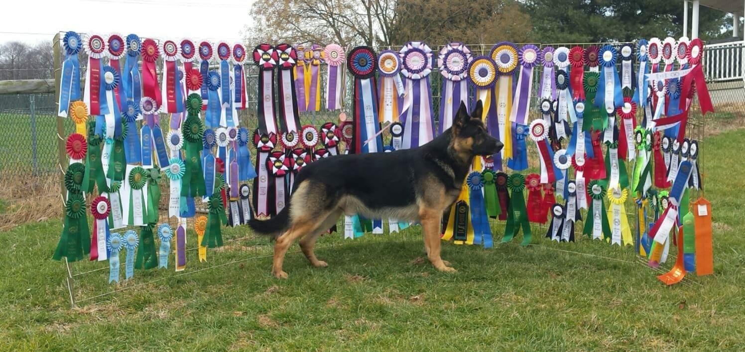 EZ Brook German Shepherds in Pennsylvania | German Shepherd puppies ...
