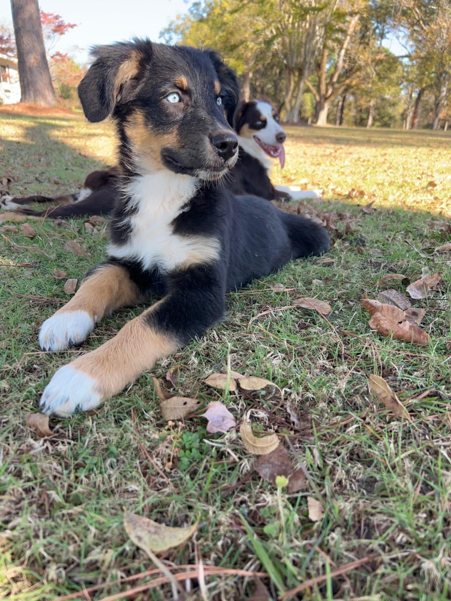 Aussies at Howling Hill Farm in Georgia | Australian Shepherd puppies ...