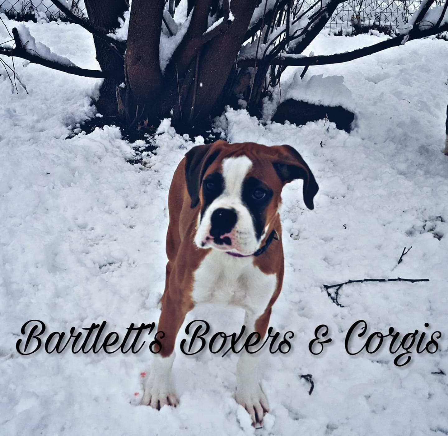 Bartlett's Boxers and Corgis in Missouri | Boxer and Pembroke Welsh ...