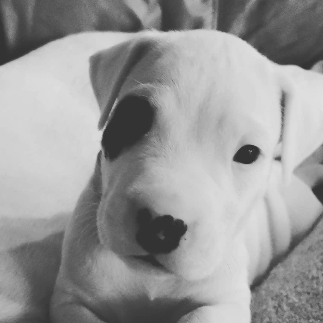 Northern Legacy Dogos in Minnesota | Dogo Argentino puppies | Good Dog