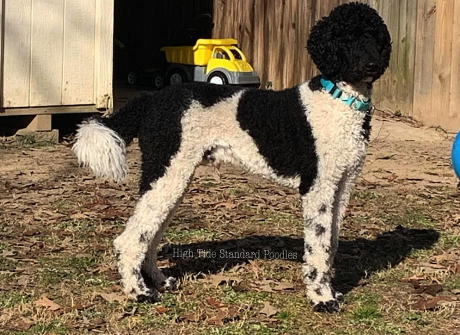 High Tide Standard Poodles in Virginia | Poodle puppies | Good Dog