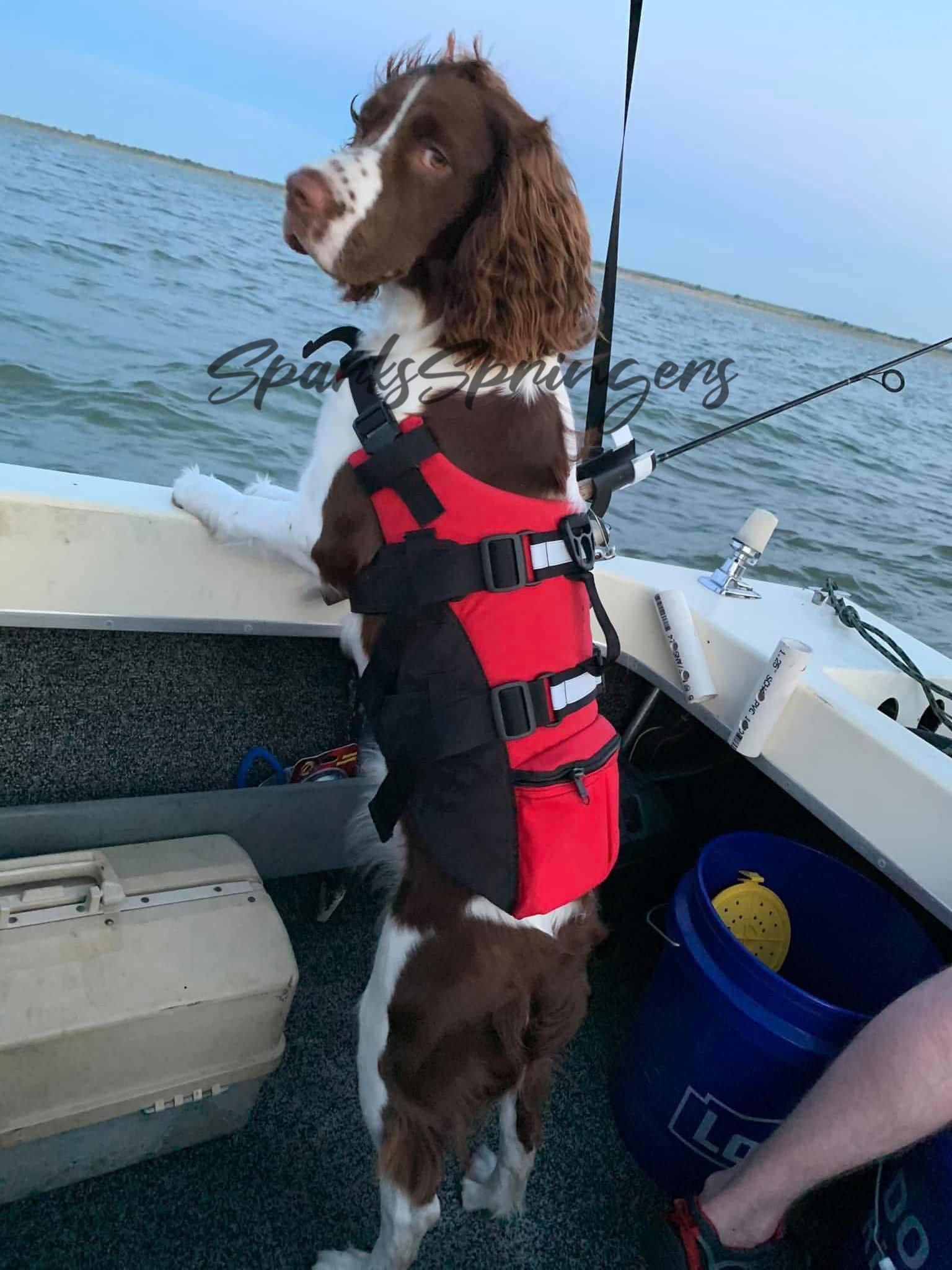 Sparks Springer Spaniels in Montana | English Springer Spaniel puppies ...