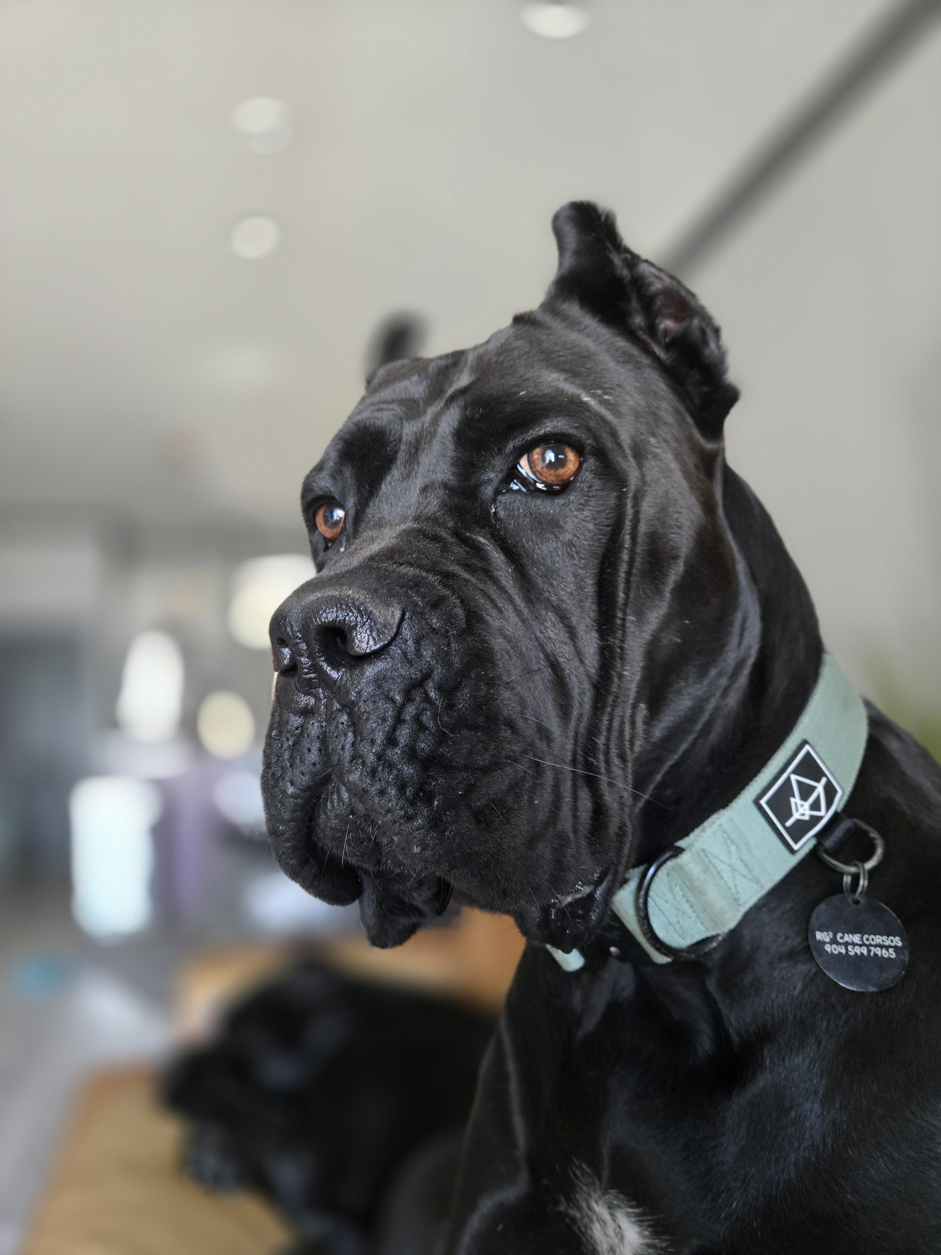 RG2 Cane Corsos in Florida | Cane Corso puppies | Good Dog