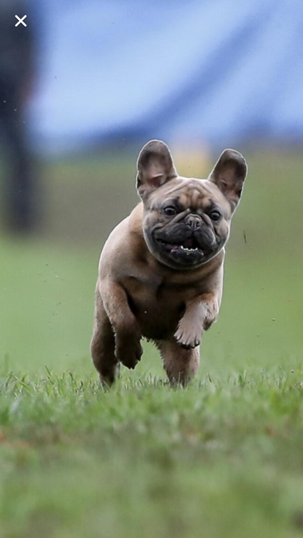 Starkhaus Rottweilers & Frenchies in Rhode Island | French Bulldog and ...