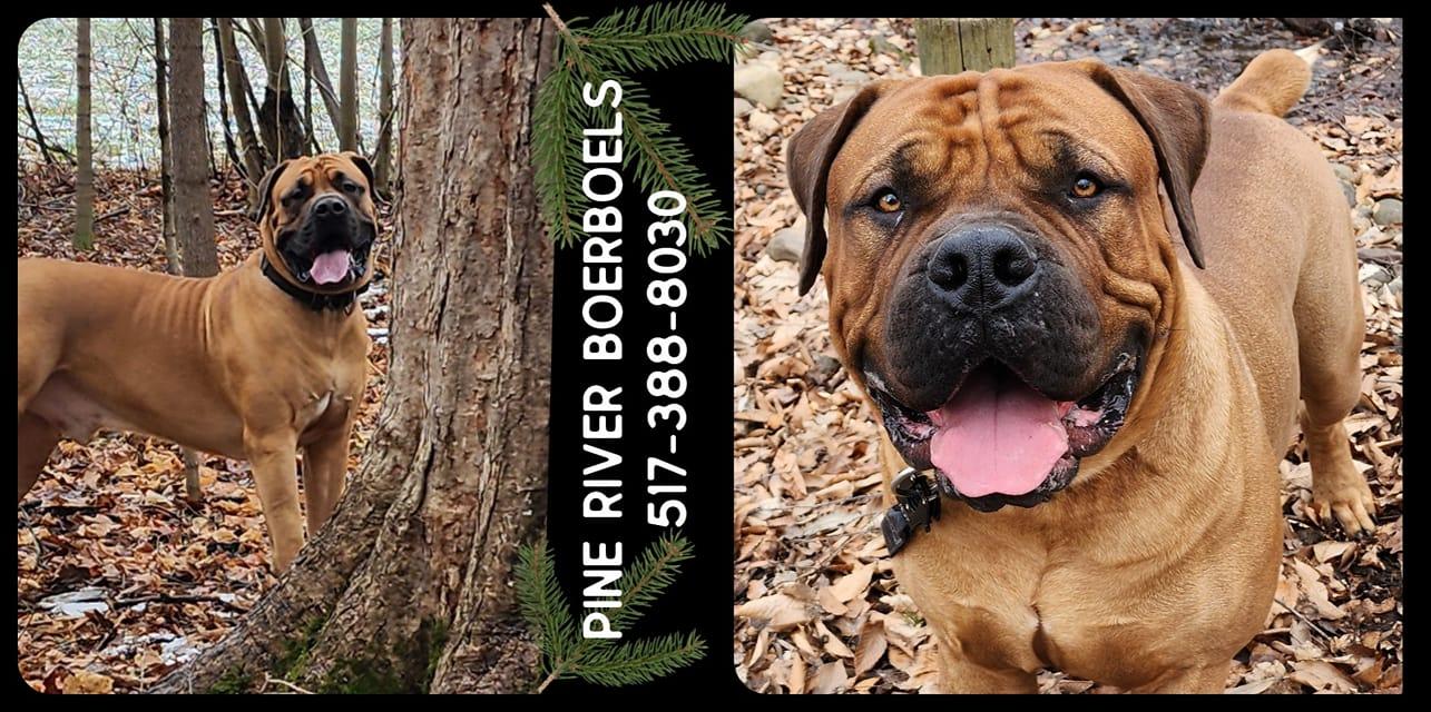 Pine River Boerboels in Michigan | Boerboel puppies | Good Dog