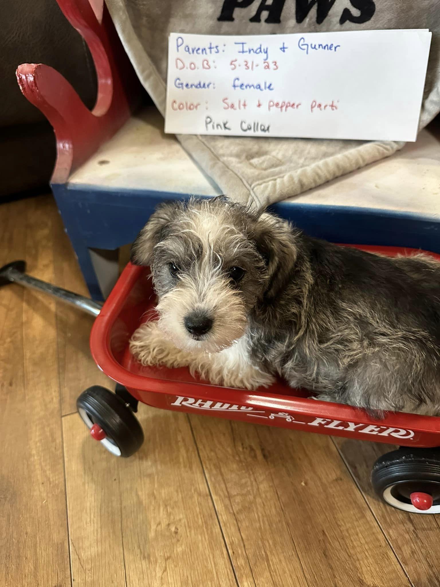 Patriot Paws in Tennessee | Miniature Schnauzer puppies | Good Dog