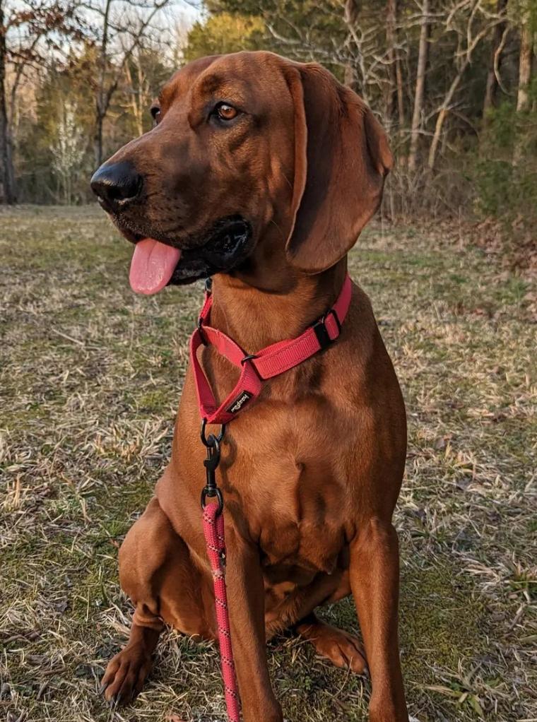 Cedar Forest Redbones in Tennessee | Redbone Coonhound puppies | Good Dog