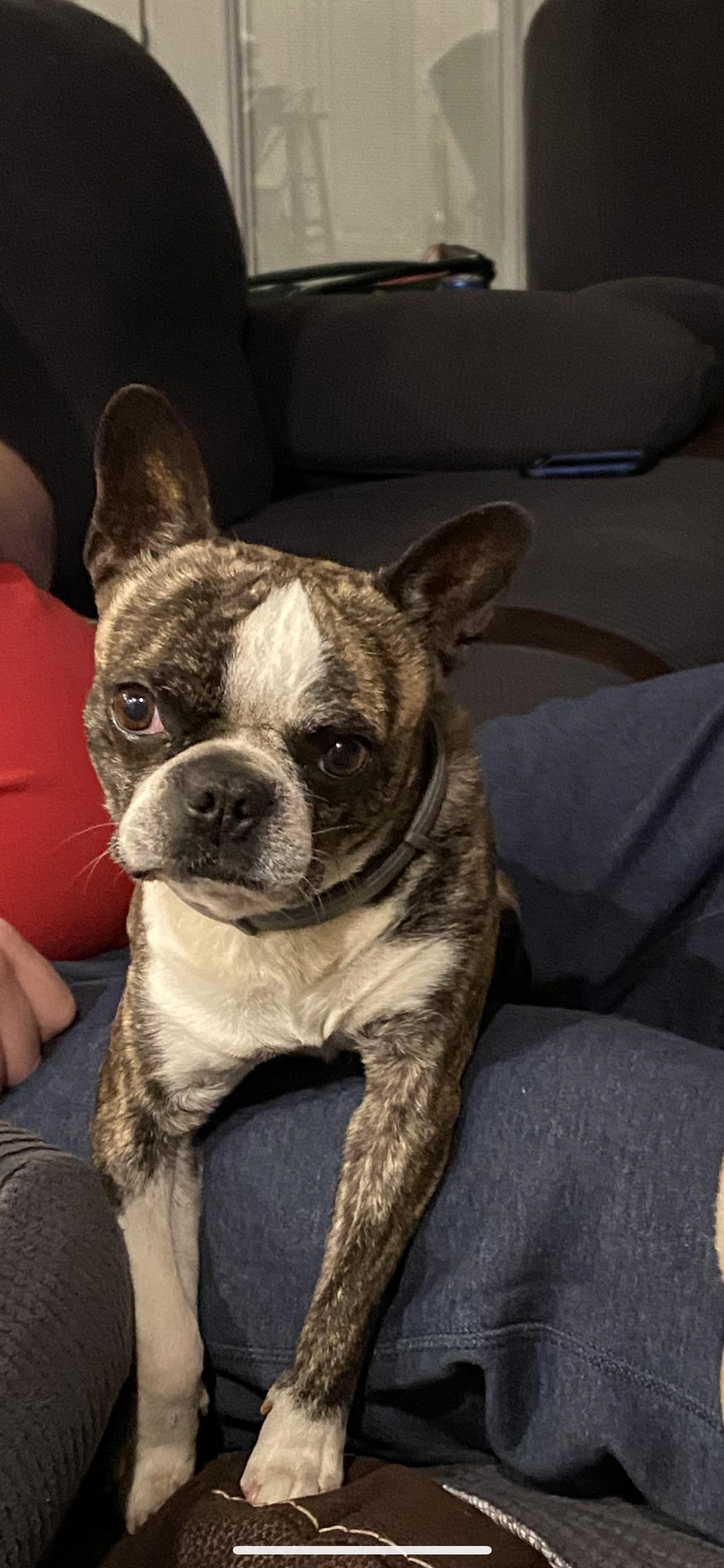 Bugg life! in Tennessee | Boston Terrier and Pug puppies | Good Dog