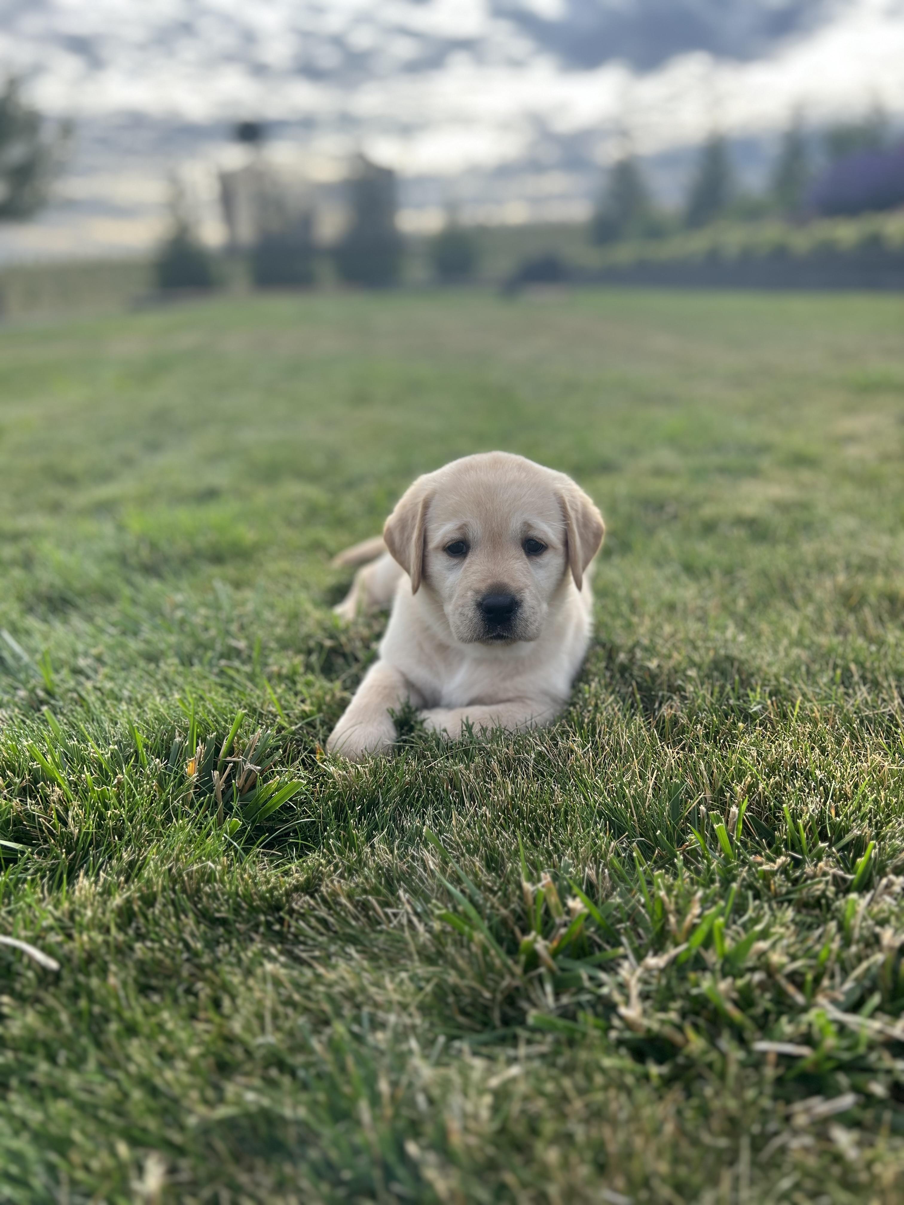Buena Vista Labradors in Oregon | Labrador Retriever puppies | Good Dog