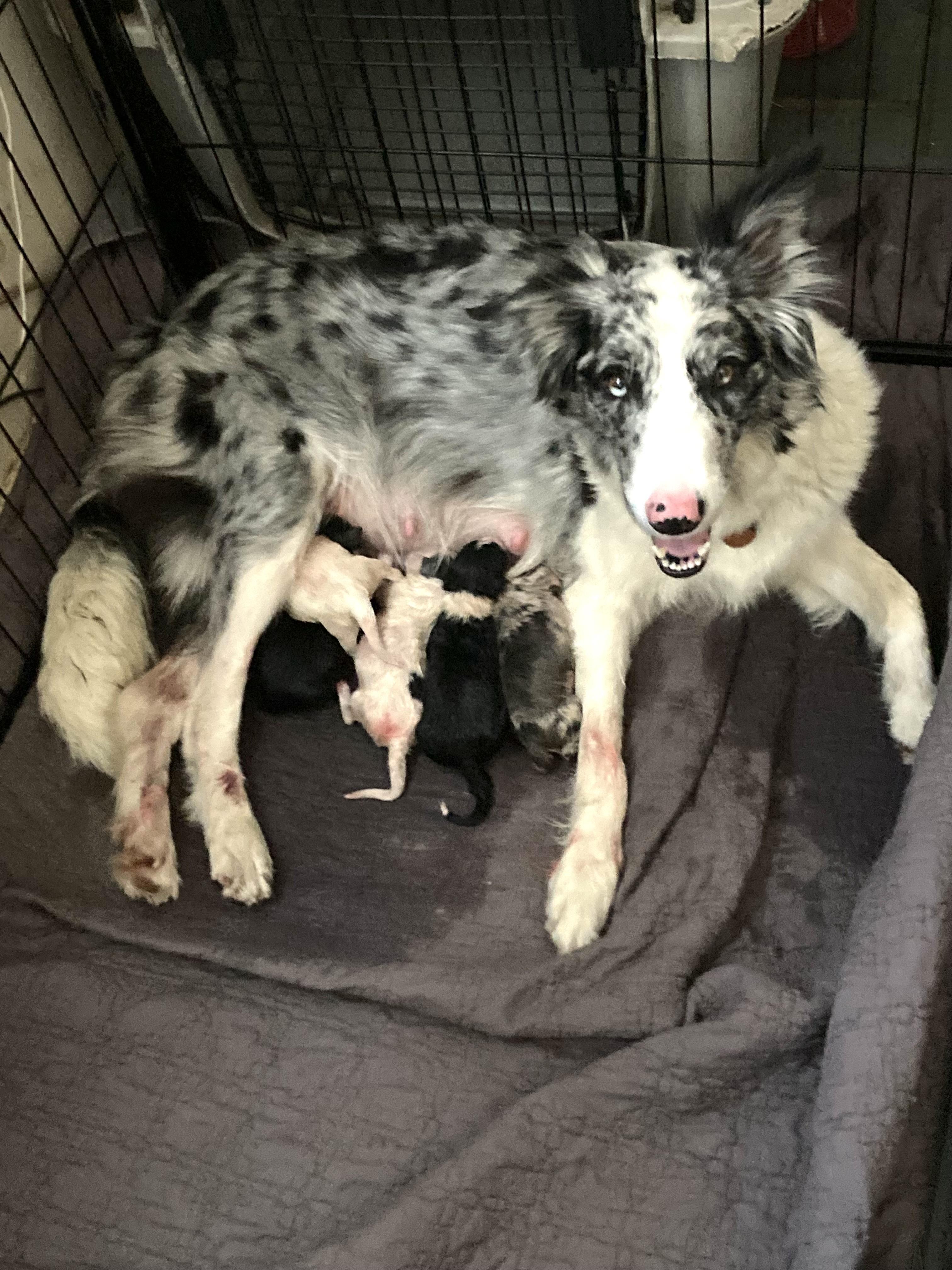 Bordercollieblues in Texas | Border Collie puppies | Good Dog