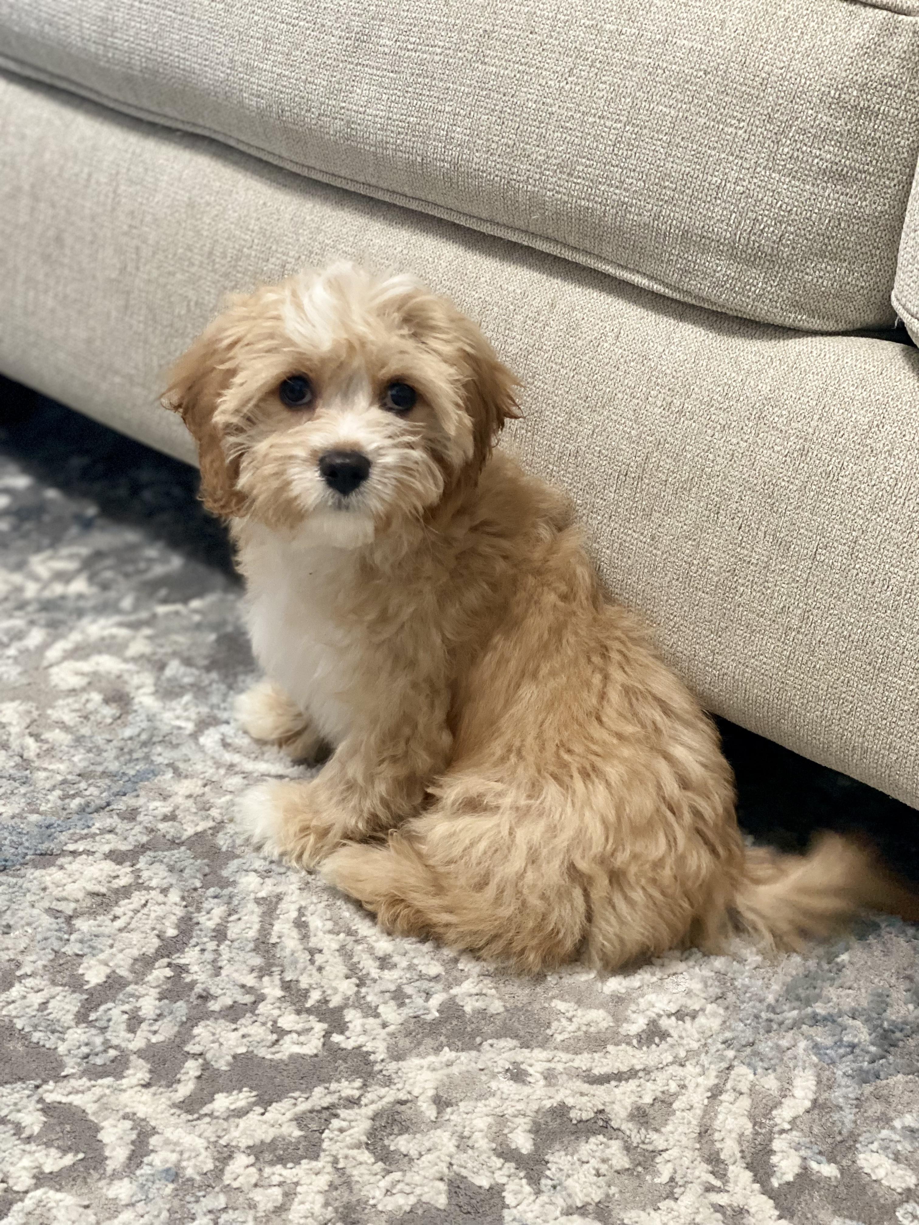 Griffins Puppies in North Carolina | Cavalier King Charles Spaniel ...