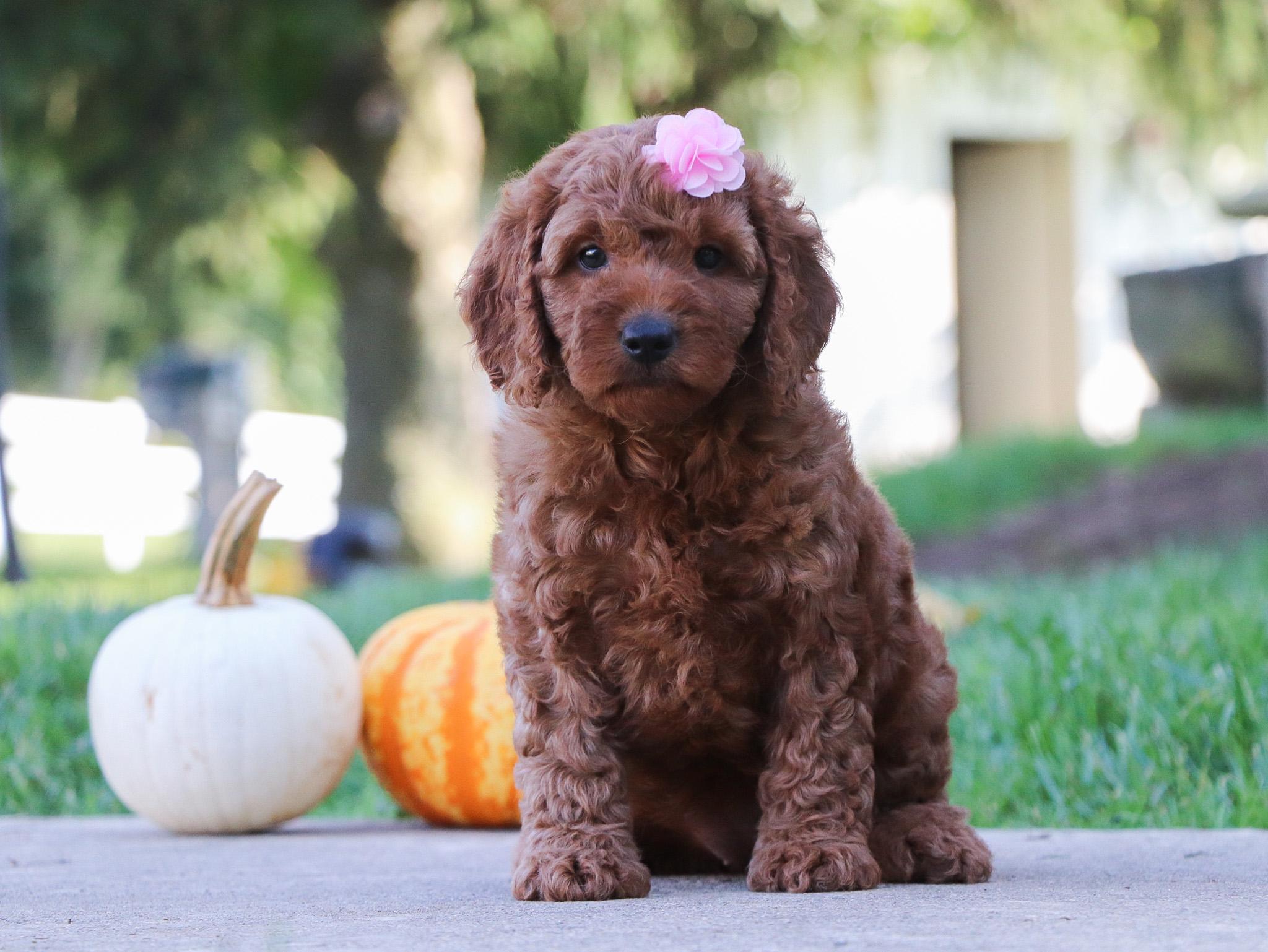 Seattle Doodle in Washington | Goldendoodle puppies | Good Dog