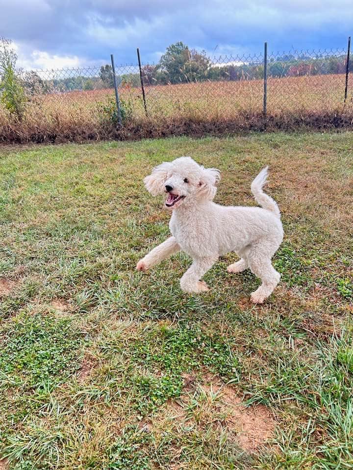 Plateau Family Poodles in Tennessee | Poodle puppies | Good Dog