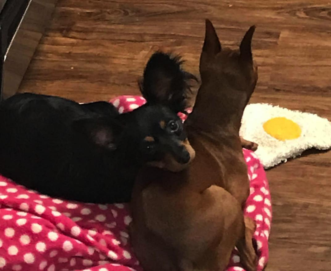 Fede Miniature Pinschers & Russian Toys in Arizona | Miniature Pinscher ...
