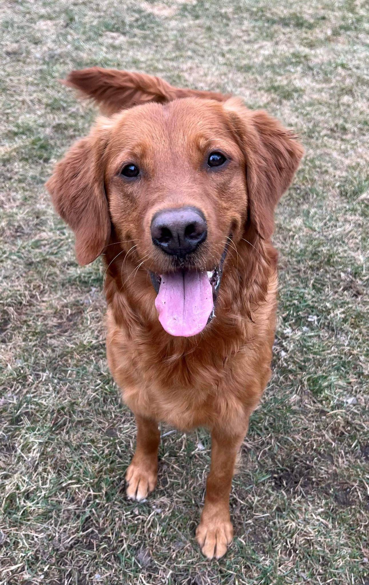 Geronimo Golden Retrievers in Michigan | Golden Retriever puppies ...