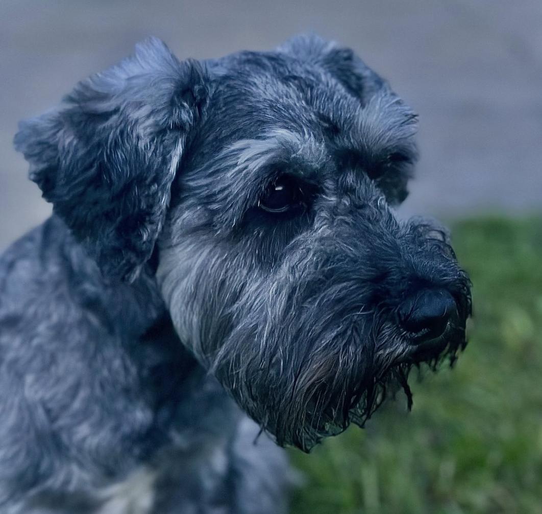 The Bearded Lady Miniature Schnauzers in Alabama | Miniature Schnauzer ...