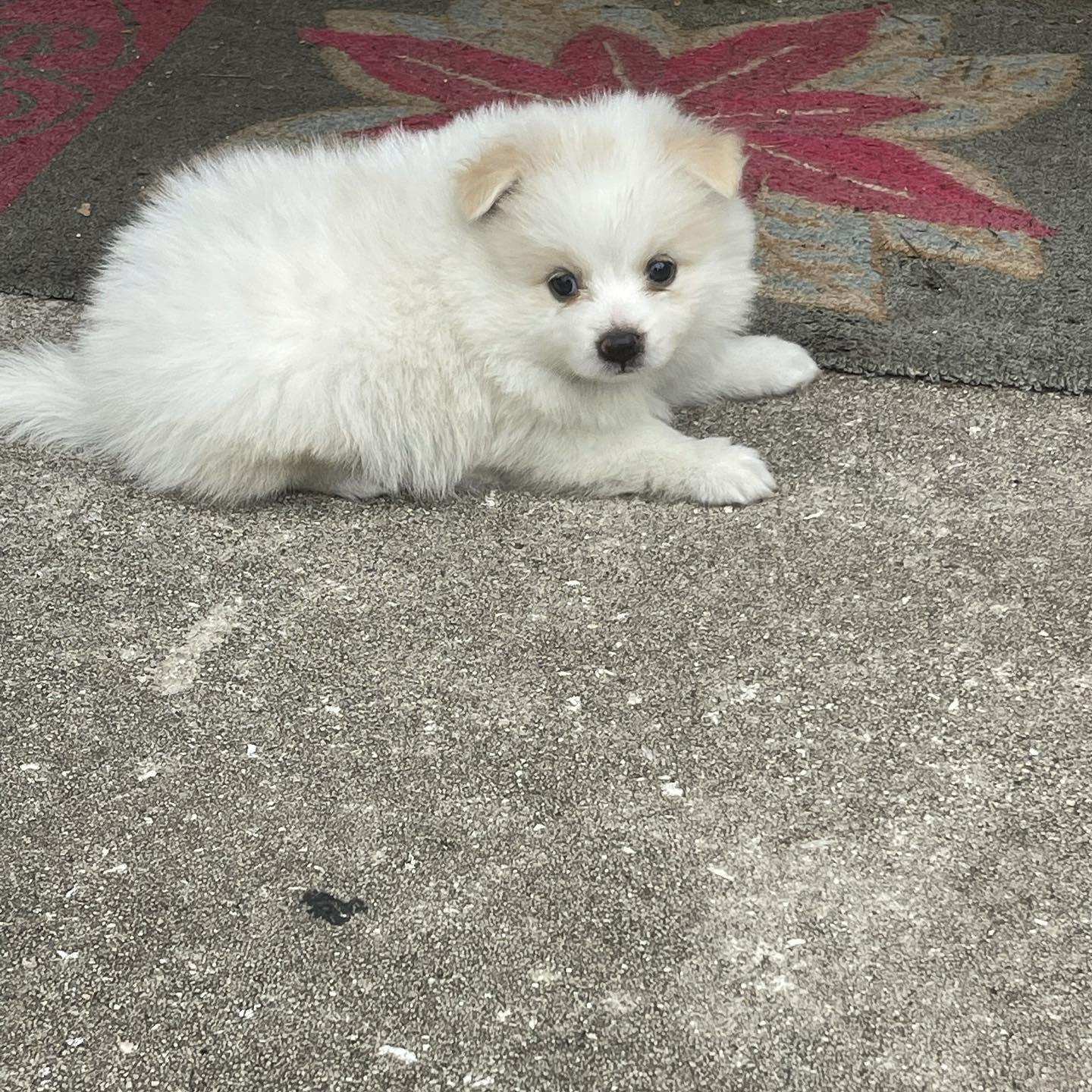 Princess Shishie Puppy Kingdom in Florida | Pomeranian puppies | Good Dog