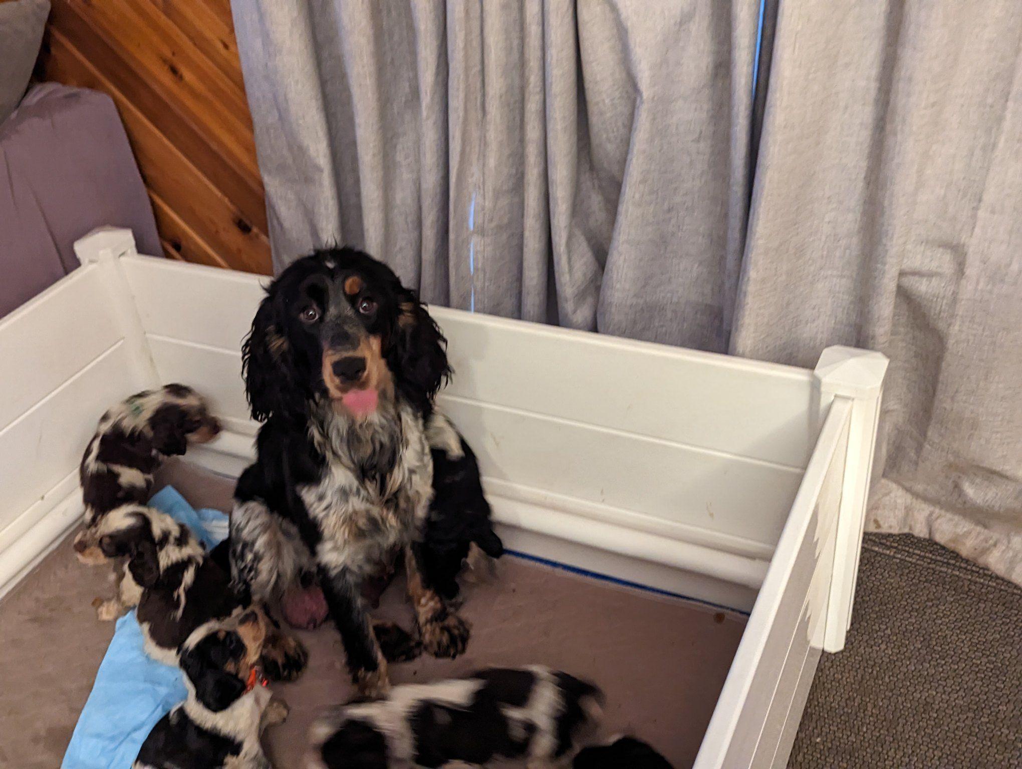 Springer Hollow in Idaho | English Springer Spaniel puppies | Good Dog