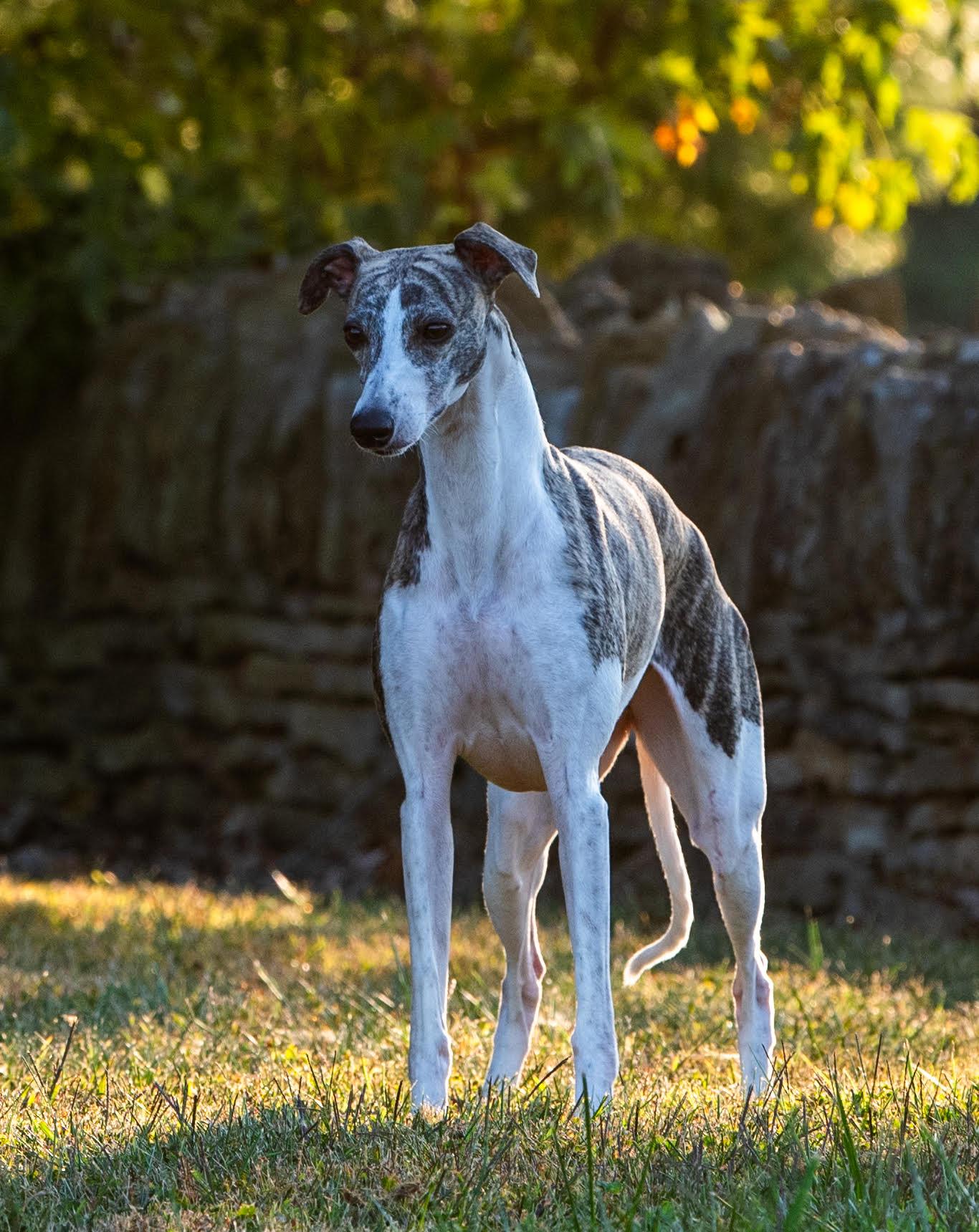 Charis Whippets in Florida | Whippet puppies | Good Dog