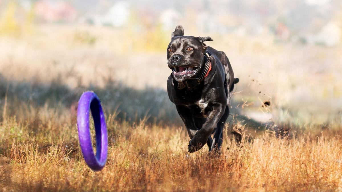 25 cute Molosser (Bully x) puppies for sale | Good Dog