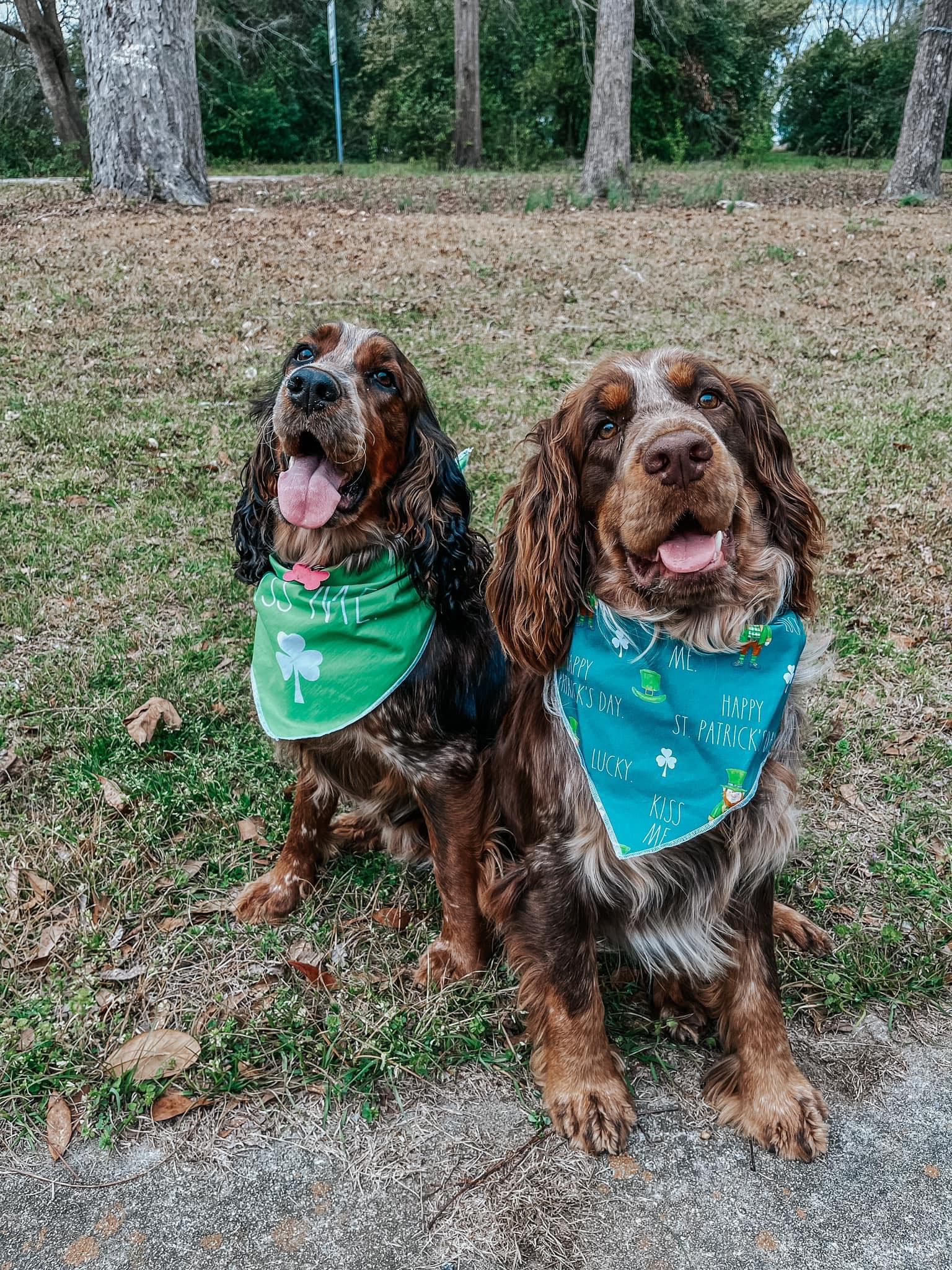 Sweet Southern Spaniels in South Carolina | English Springer Spaniel ...