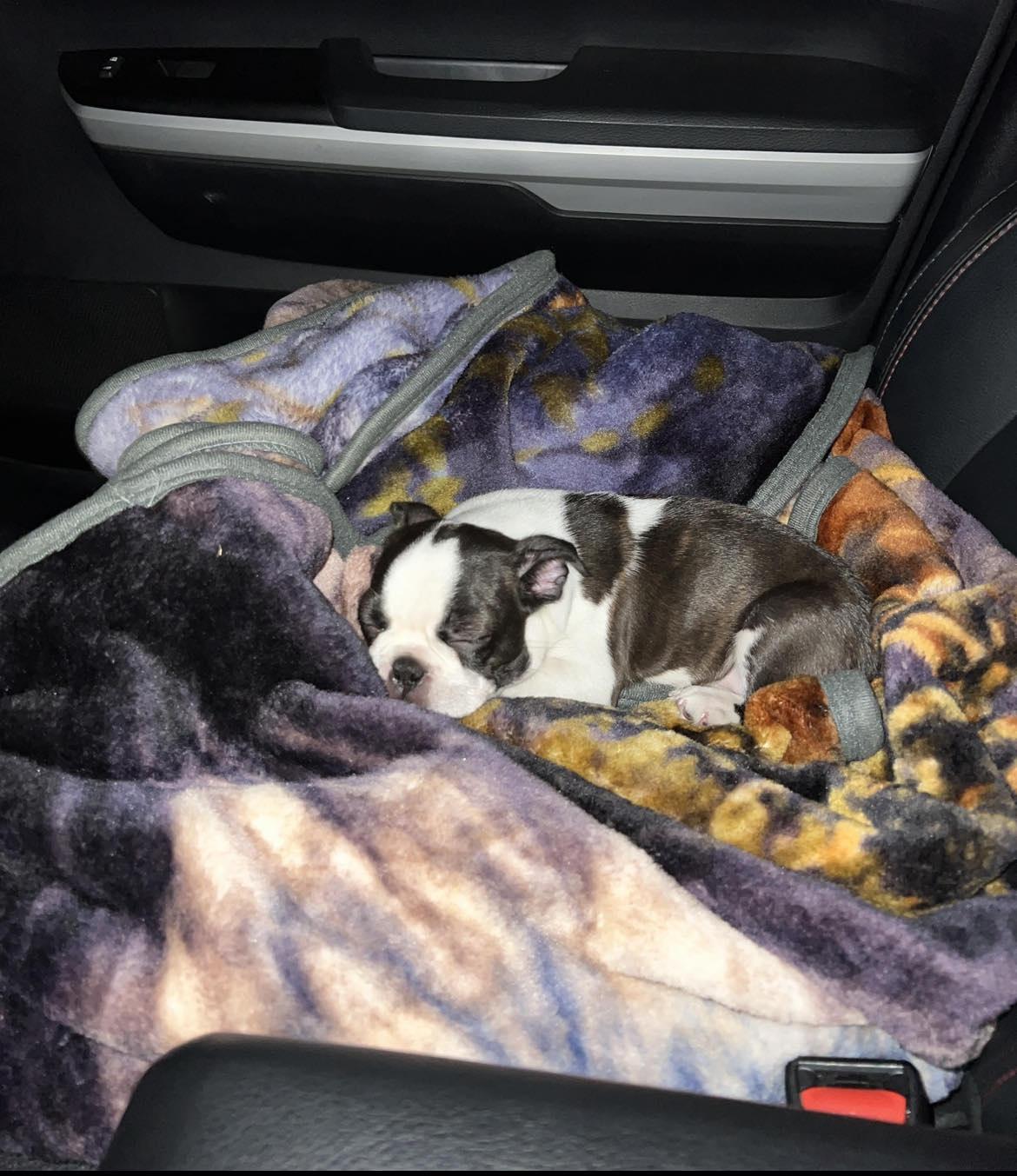 Sassifras Boston Terriers in North Carolina | Boston Terrier puppies ...