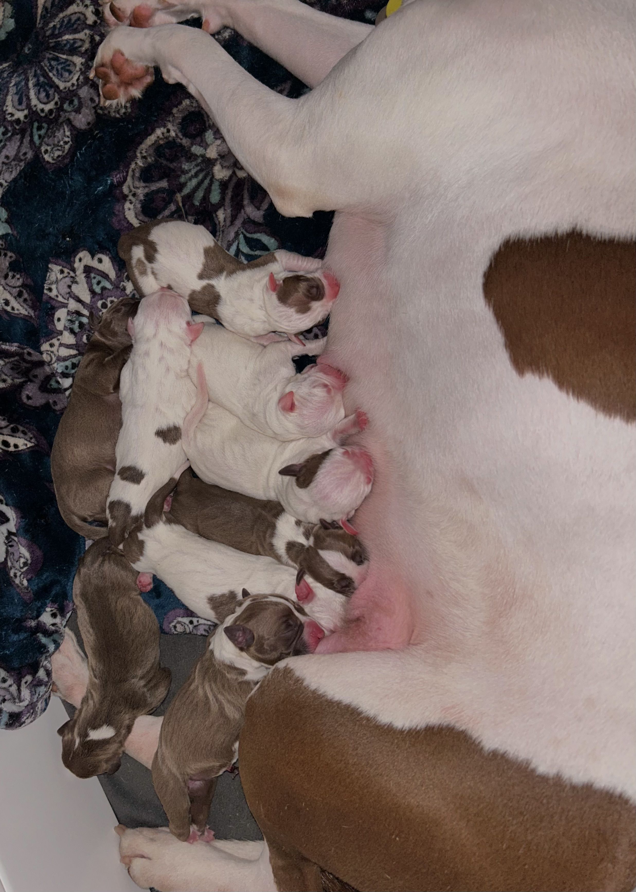 •Wyngate Pits• in Maryland | American Pit Bull Terrier puppies | Good Dog