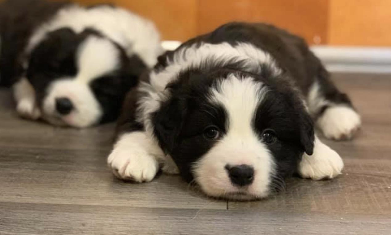 Helios Border Collies in Washington | Border Collie puppies | Good Dog