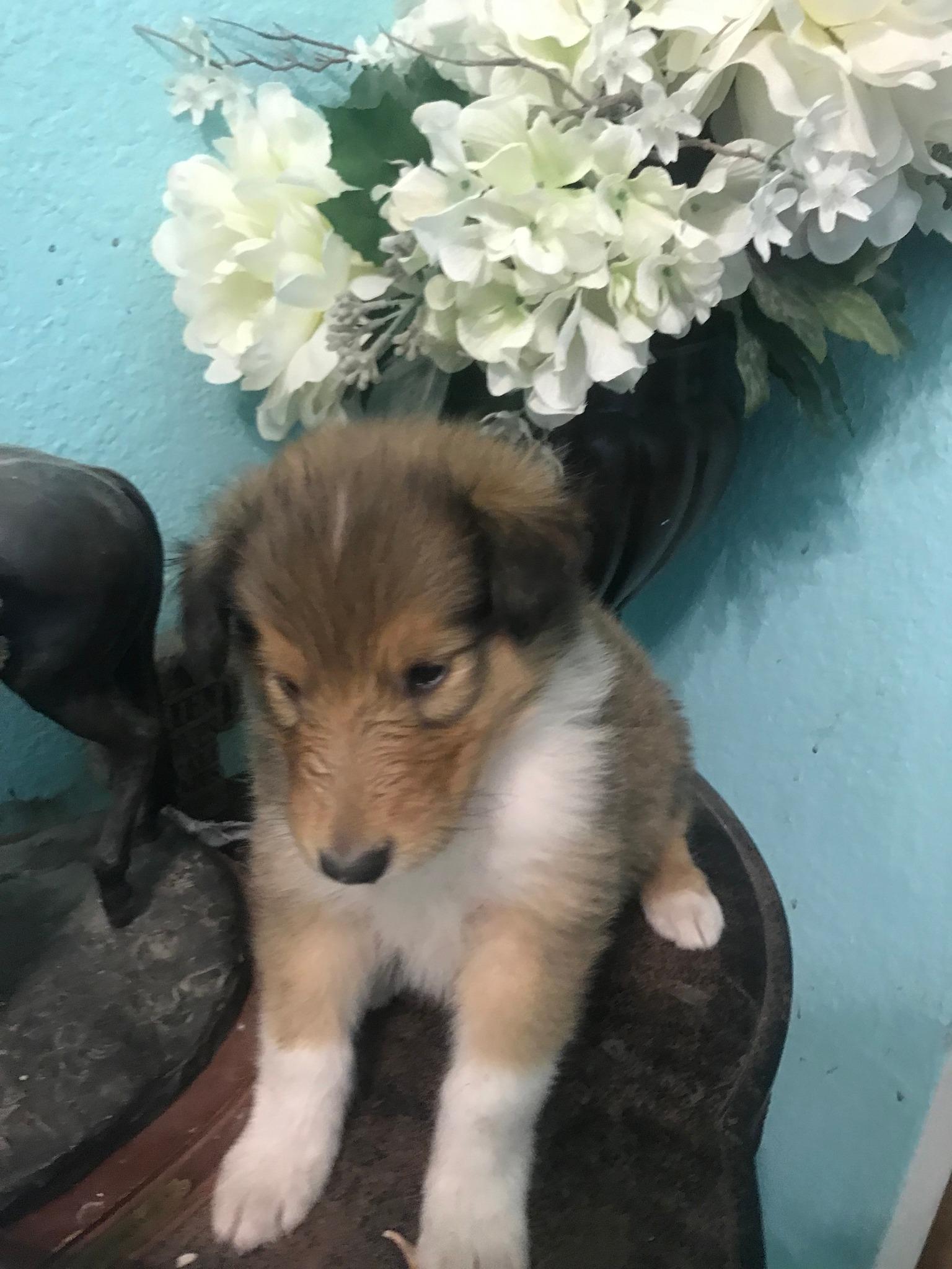 Regal Lassie's in Texas | Collie puppies | Good Dog