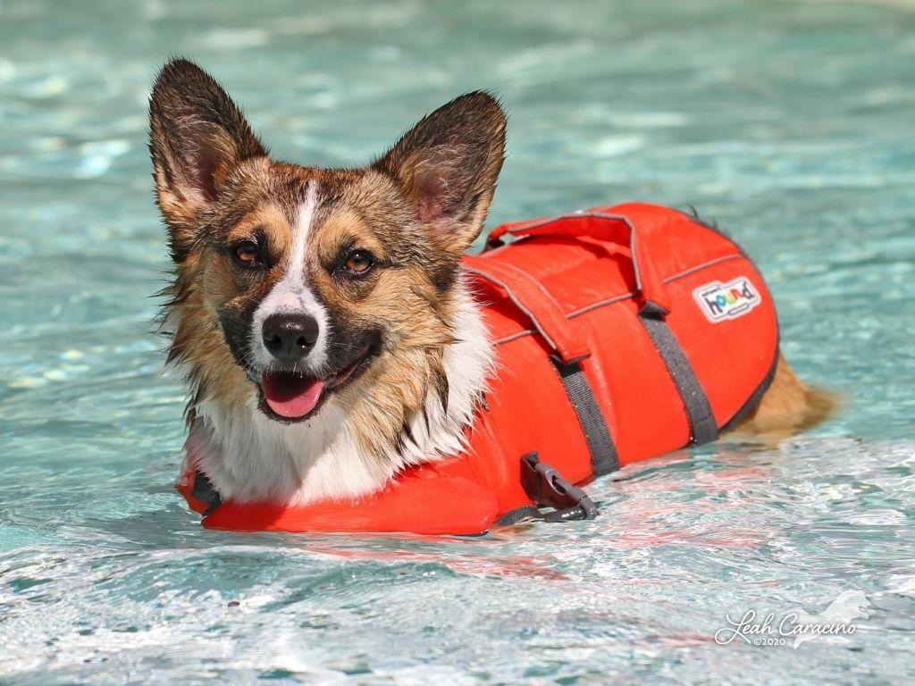 West Lake Corgis in Massachusetts | Pembroke Welsh Corgi puppies | Good Dog