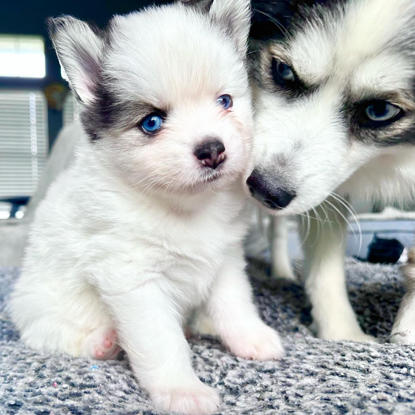 BittyPomsky in California | Pomsky puppies | Good Dog