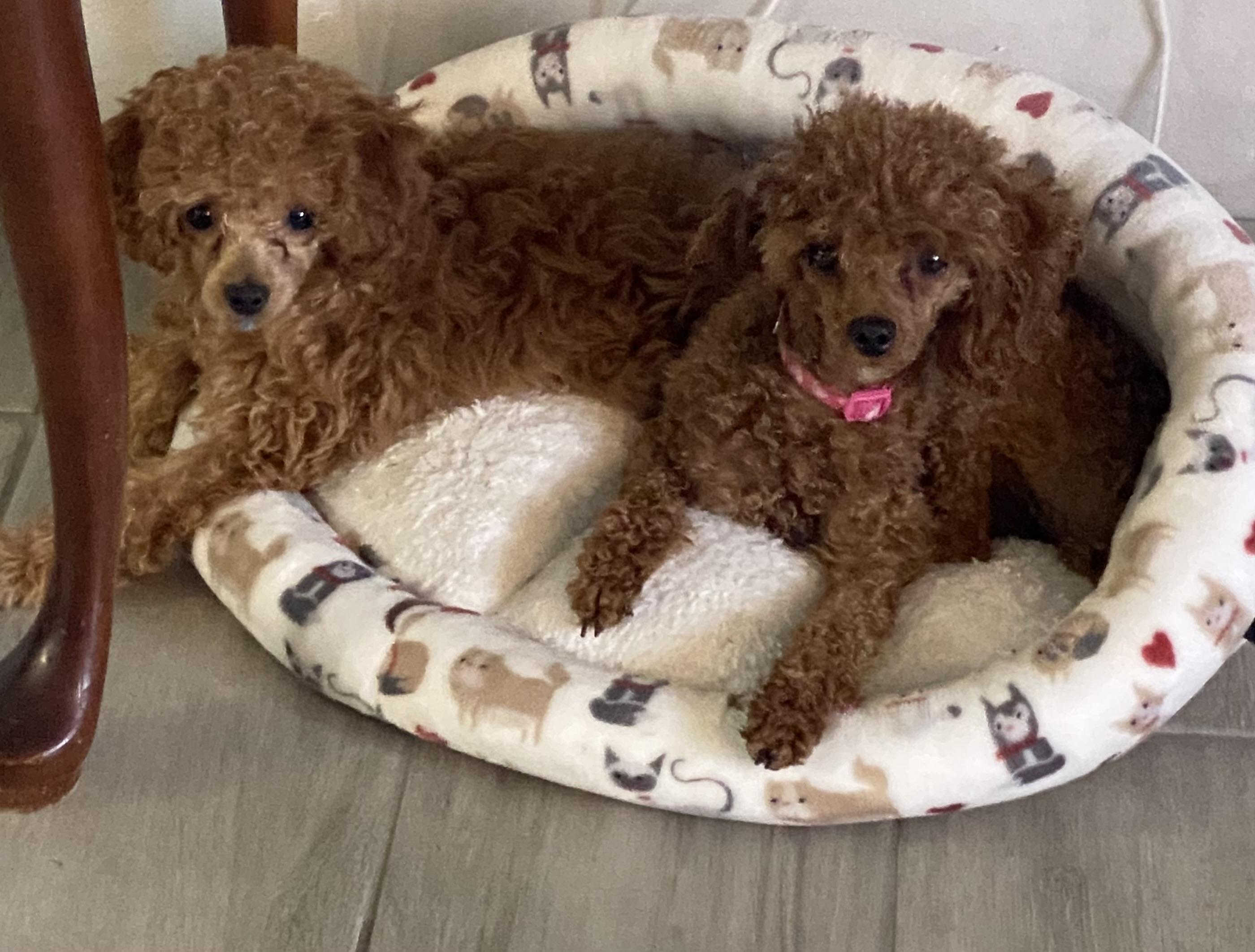 Merlin’s Kennel in Florida | Poodle and Assorted Doodle Crosses puppies ...