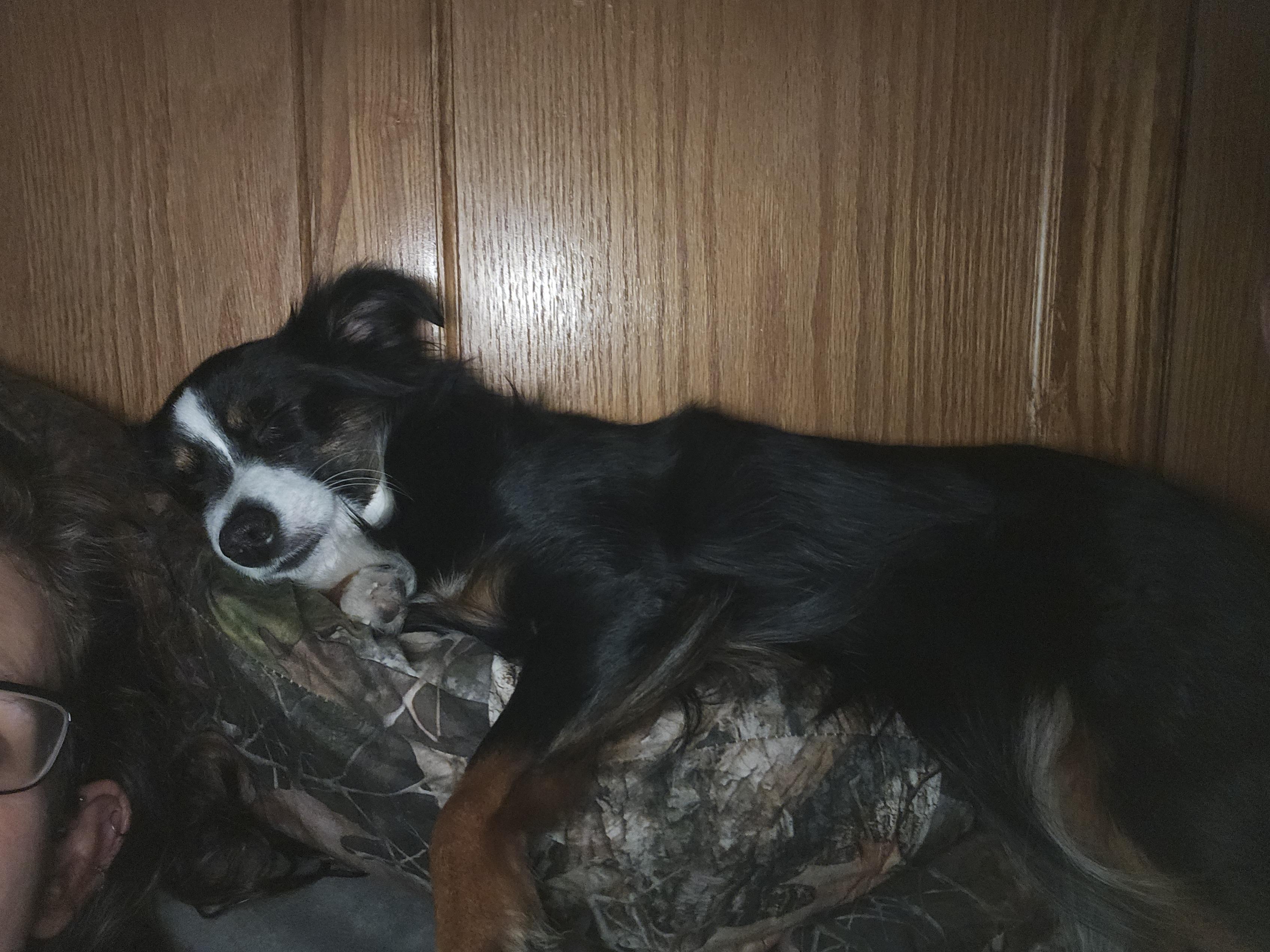 Candice's Miniature Australian Shepherds in Nebraska | Miniature ...