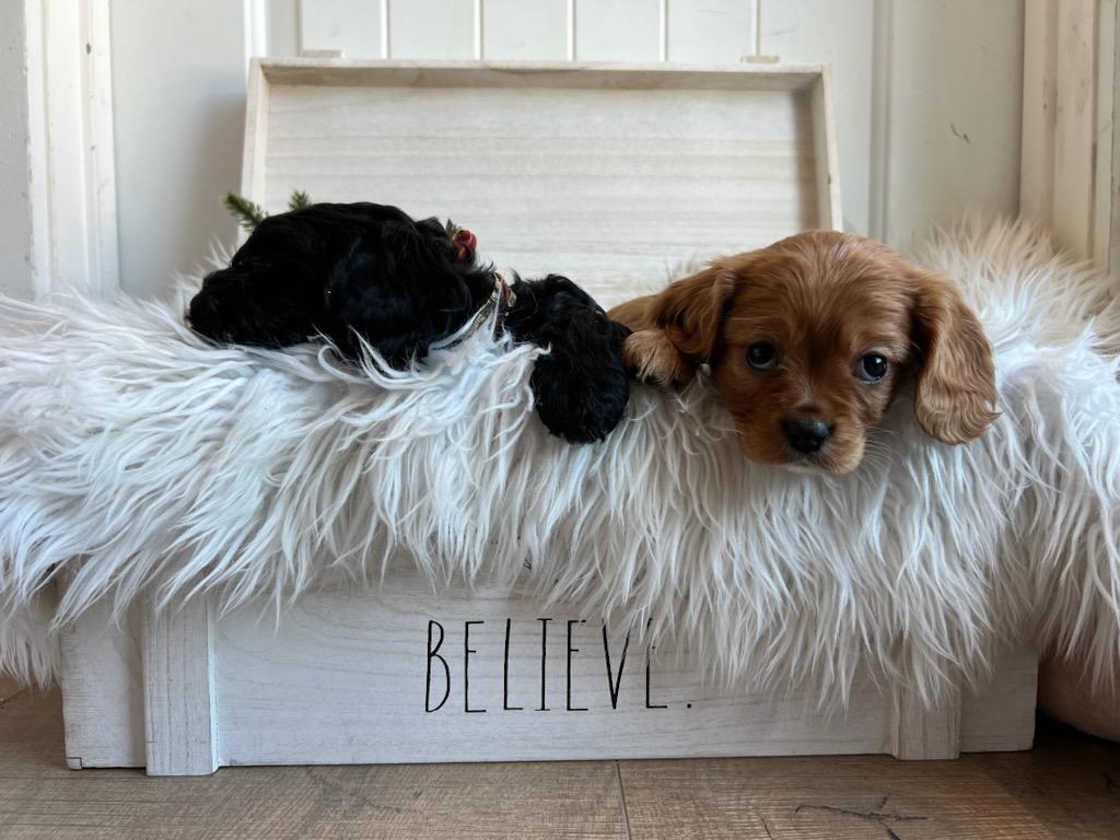 Ashlee Allred-Baker in Utah | Cavapoo puppies | Good Dog