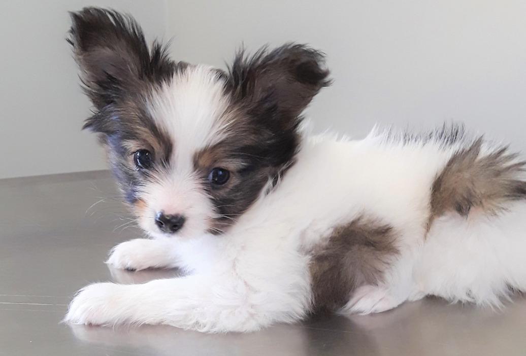 Papillon Ranch in Wyoming | Papillon puppies | Good Dog