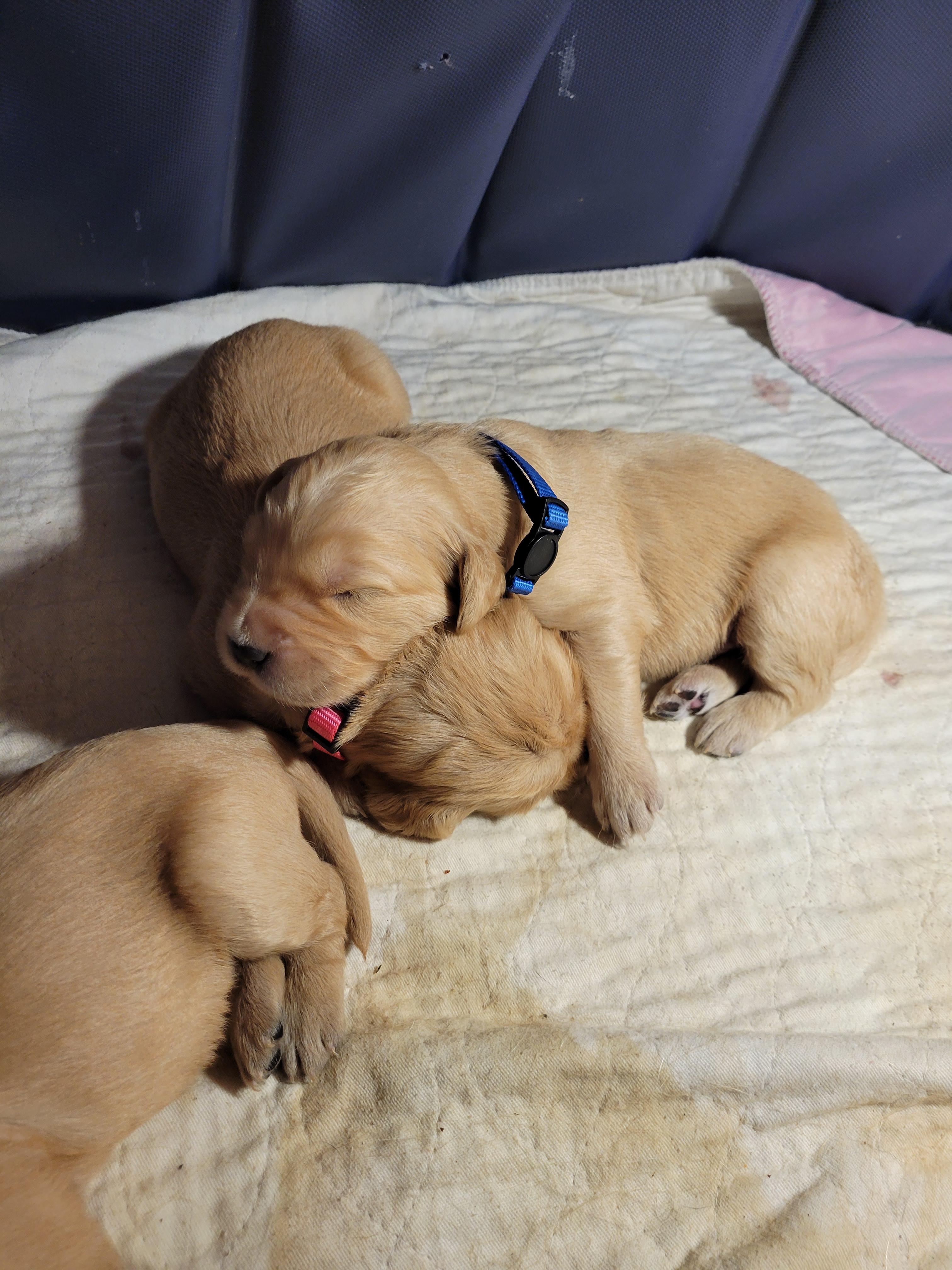 Paradise Peaks in Washington | Golden Retriever and Pug puppies | Good Dog