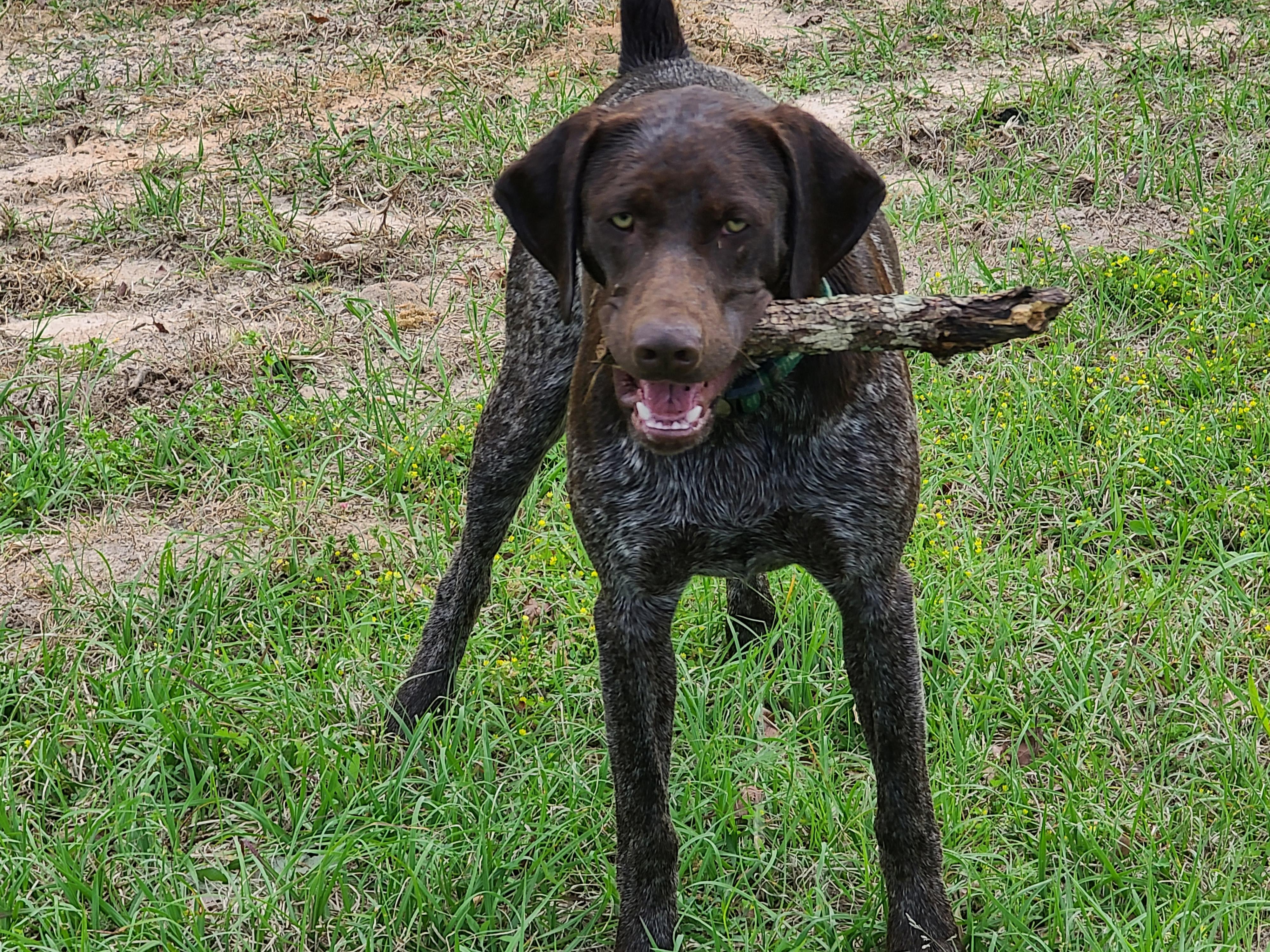 C4 Gun Dogs in Texas | German Shorthaired Pointer puppies | Good Dog