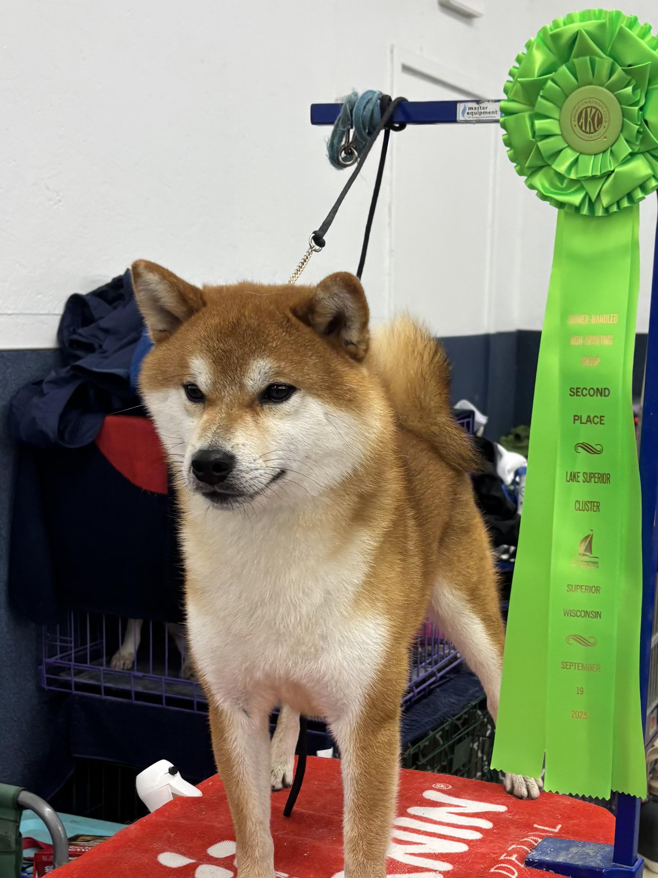 Kayobi Shibas in Minnesota | Shiba Inu puppies | Good Dog