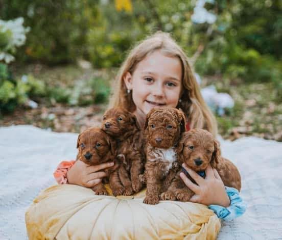 Daisy Doodles LLC in Florida | Goldendoodle and Sheepadoodle puppies ...