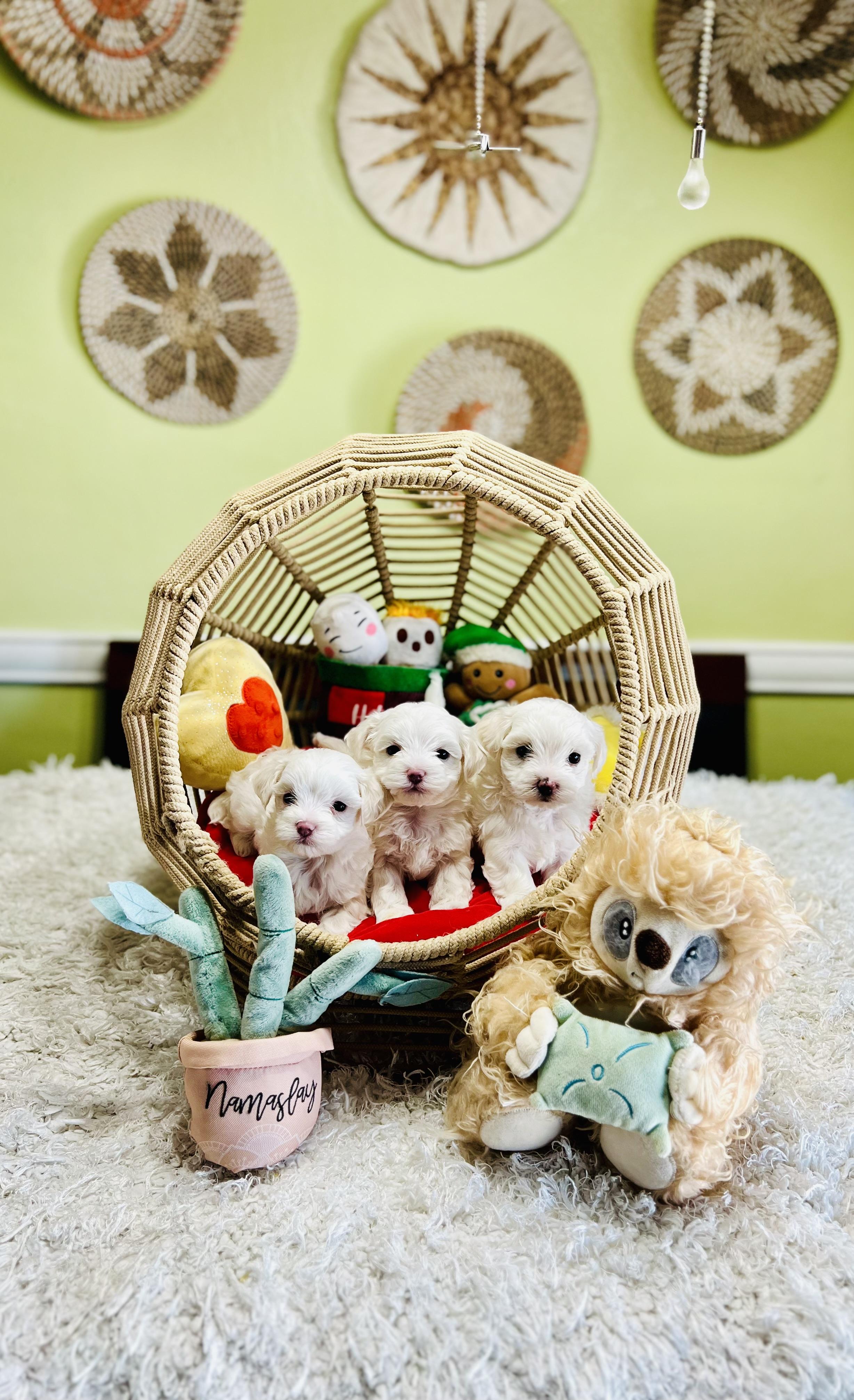 Princess’s Maltese Palace in Florida | Maltese puppies | Good Dog