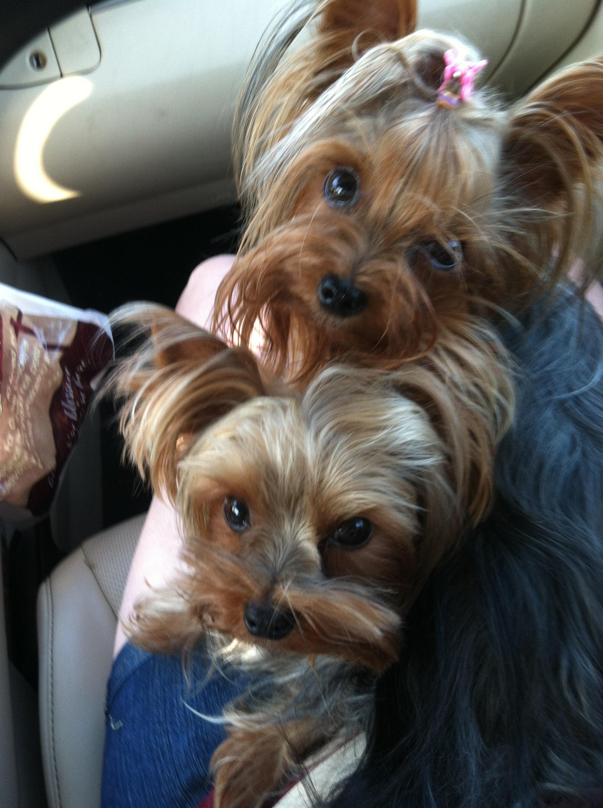 Holy Terriers Yorkies in Louisiana | Yorkshire Terrier puppies | Good Dog
