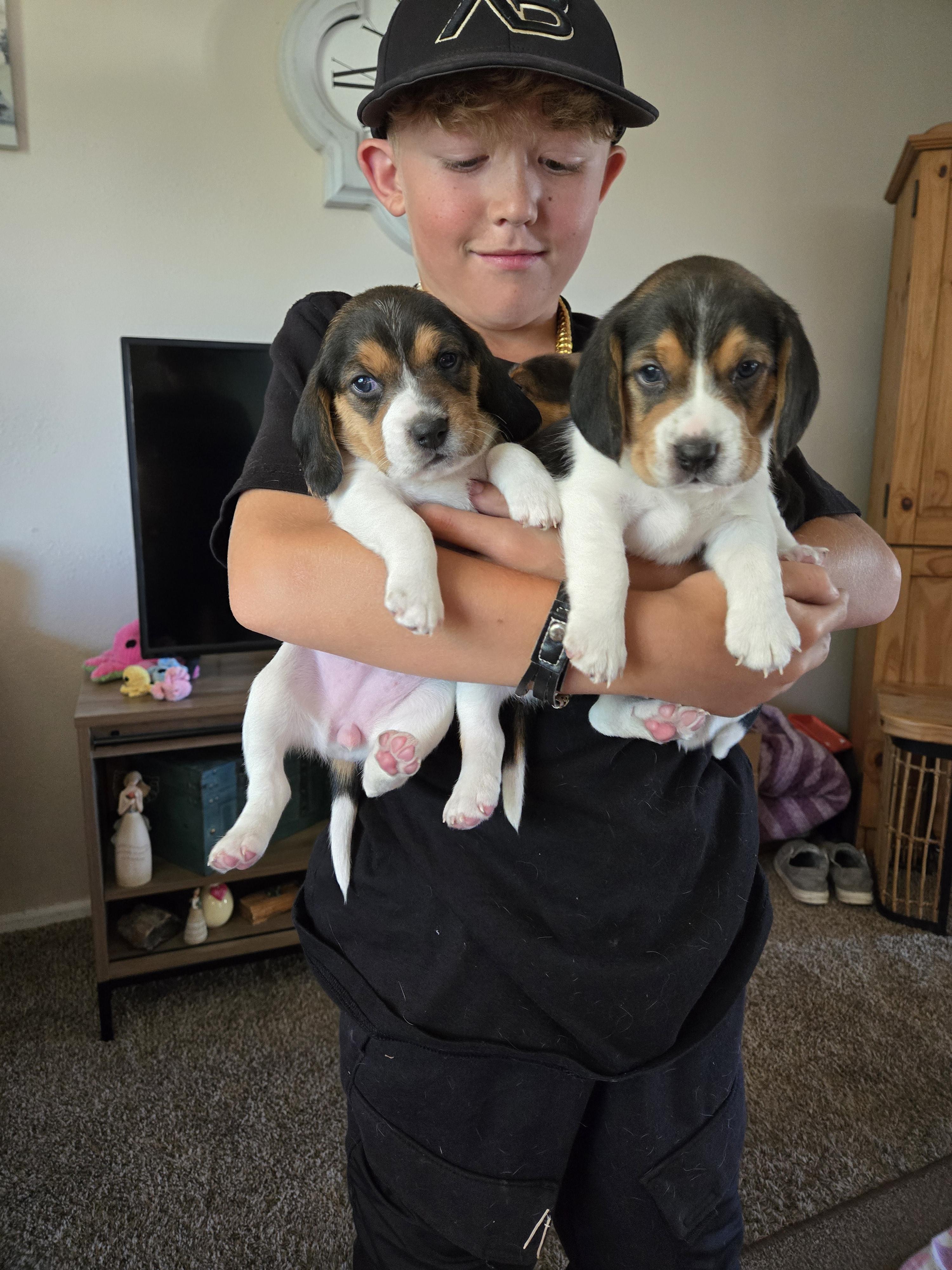 Tina Baker in Idaho | Beagle puppies | Good Dog