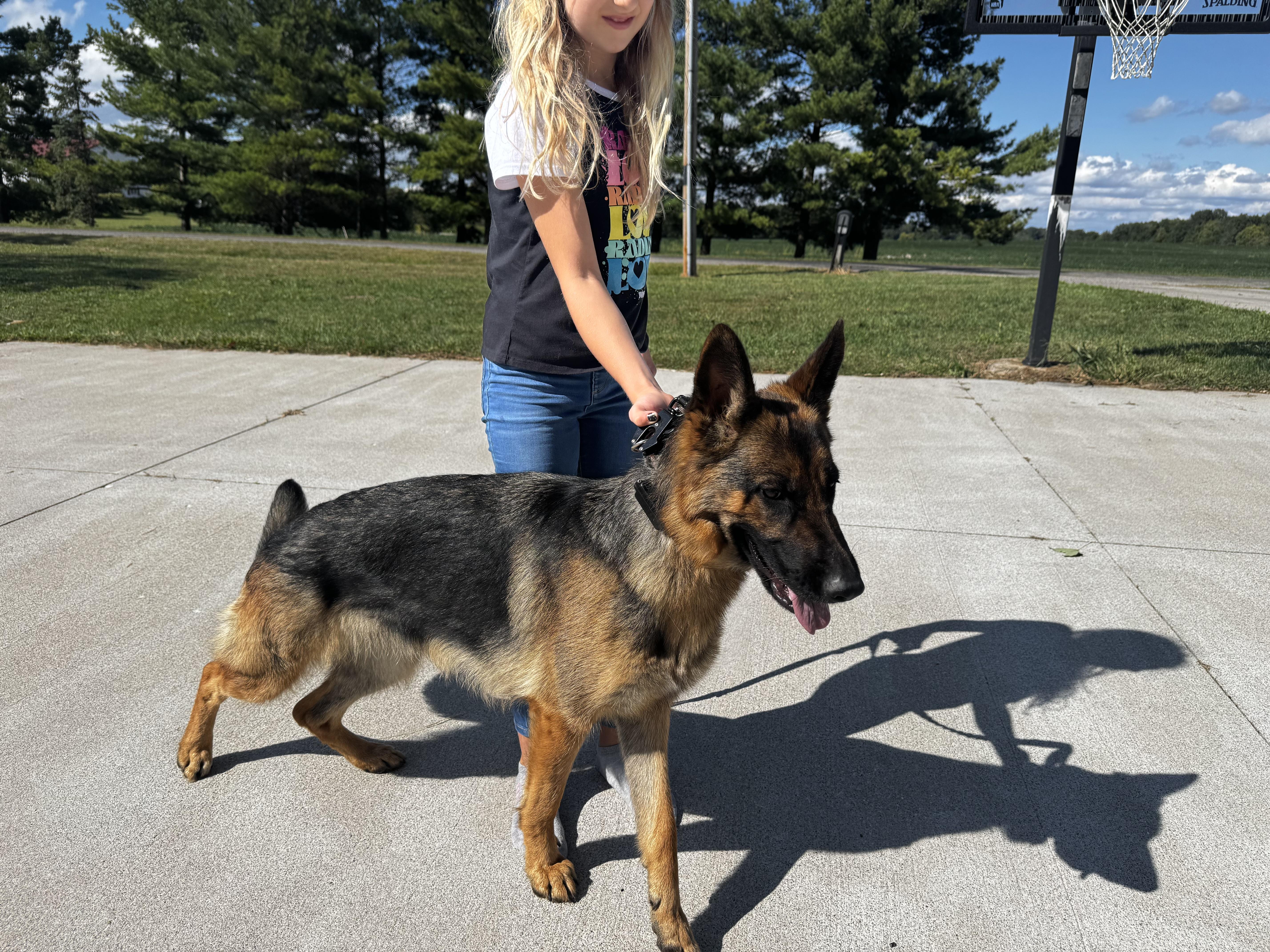 Von Reams Kennels in Indiana | German Shepherd puppies | Good Dog