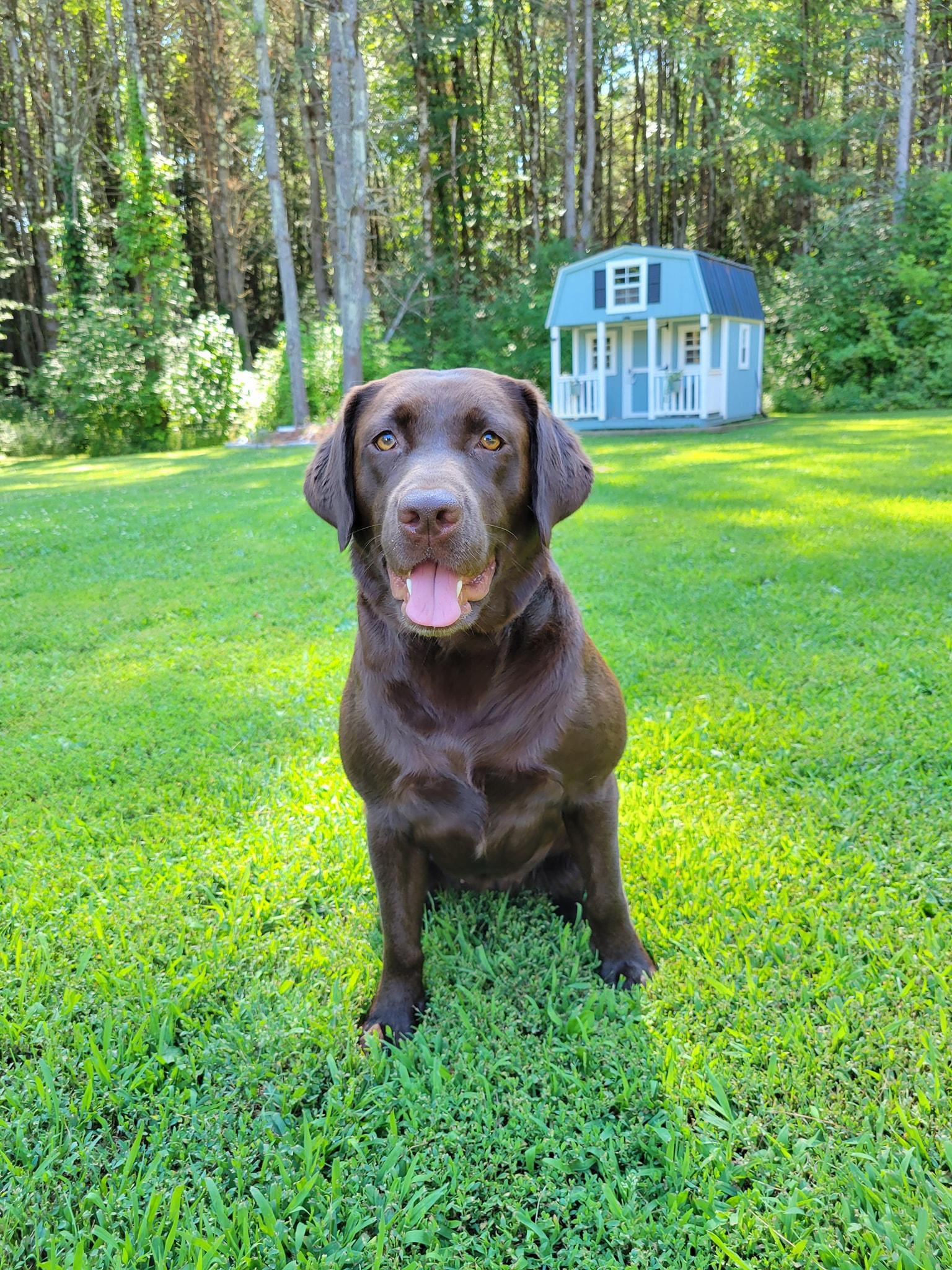 Mac's Labradors in New York | Labrador Retriever puppies | Good Dog