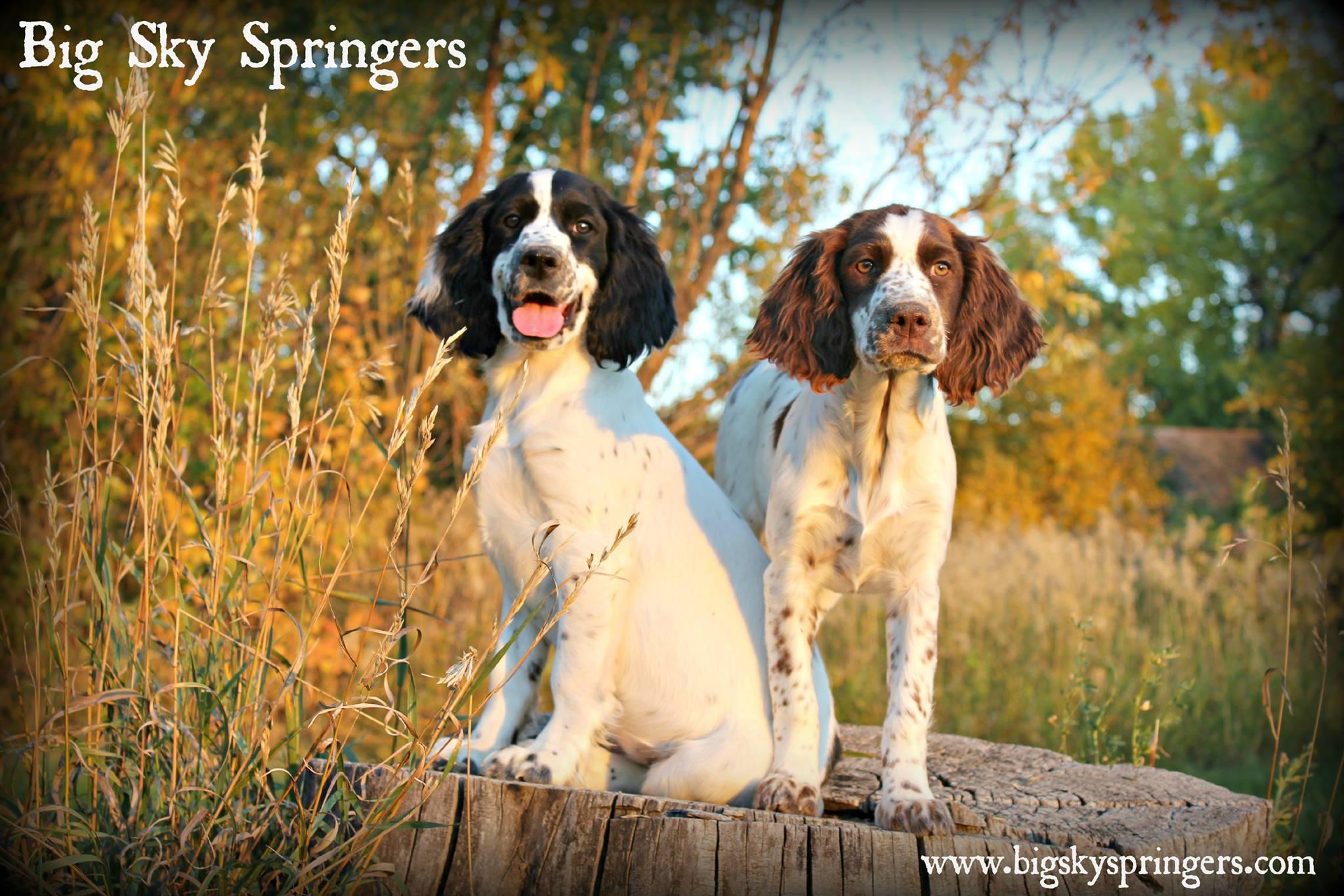Big Sky Springers in Montana | English Springer Spaniel puppies | Good Dog